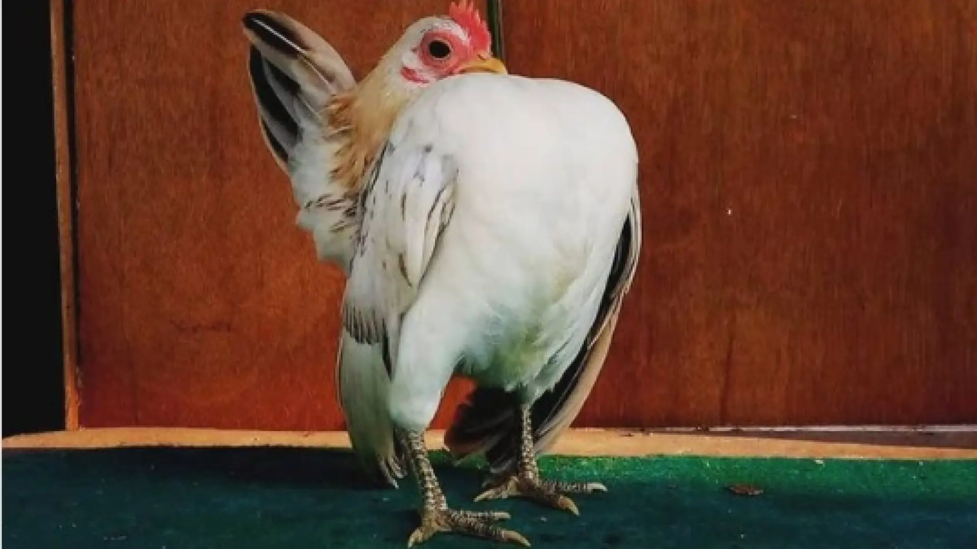 Tipos De Pollos Graciosos Póster For Sale Con La Obra «Pollos