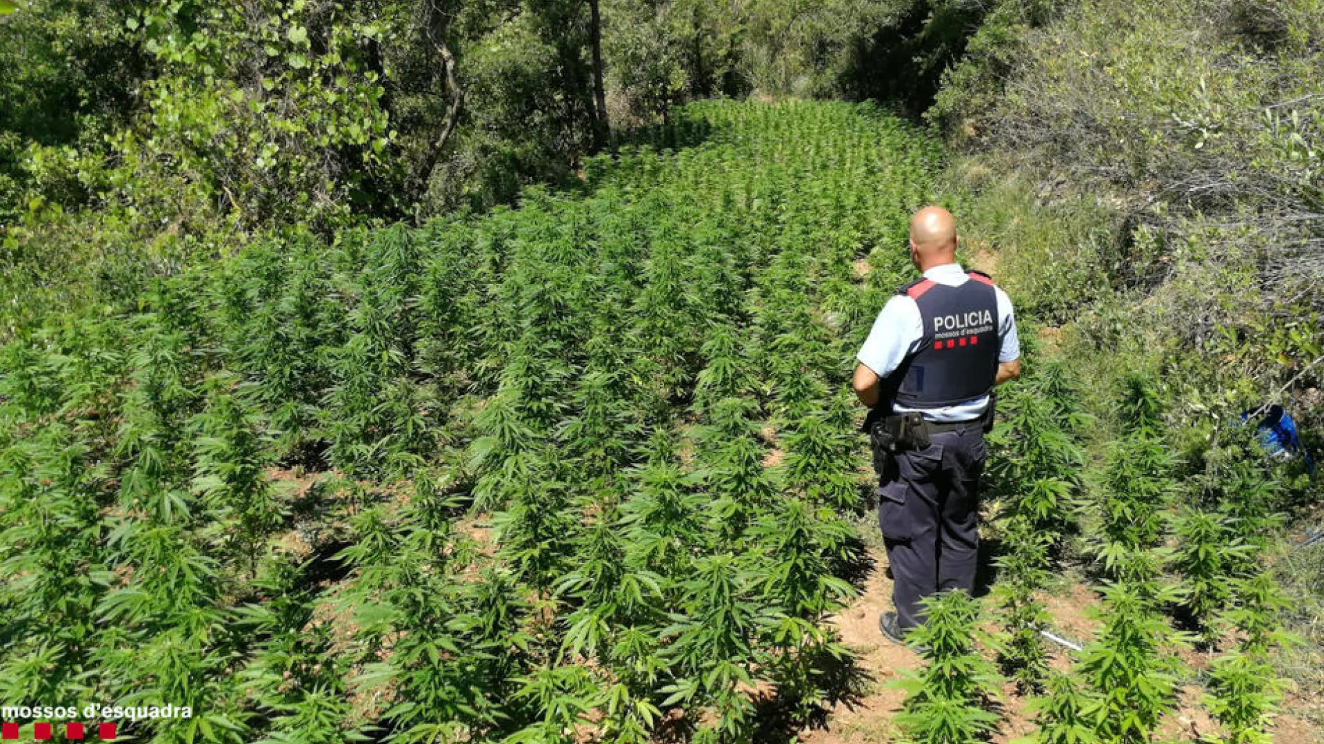 A prisión por cultivar 3.000 plantas de marihuana en Tarragona