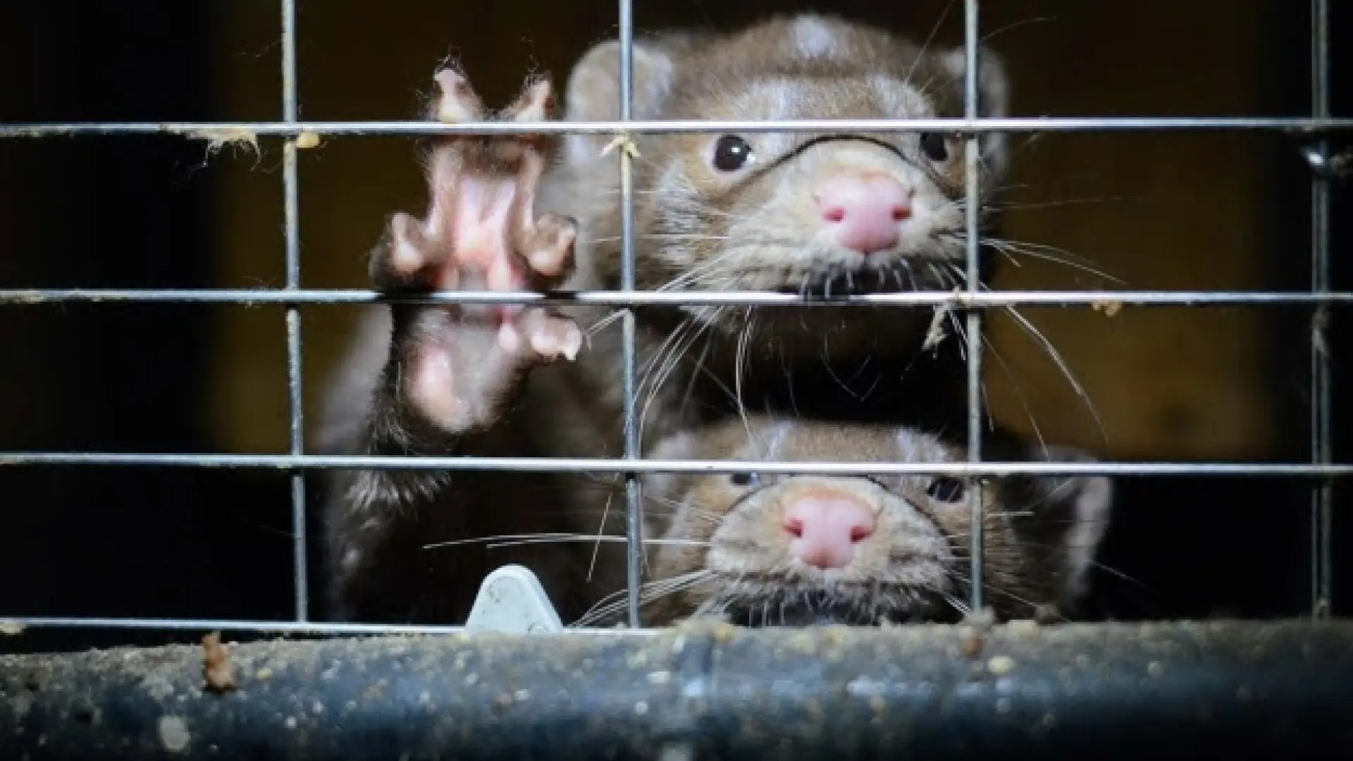 El análisis del brote de gripe aviar en una granja de visones de ...