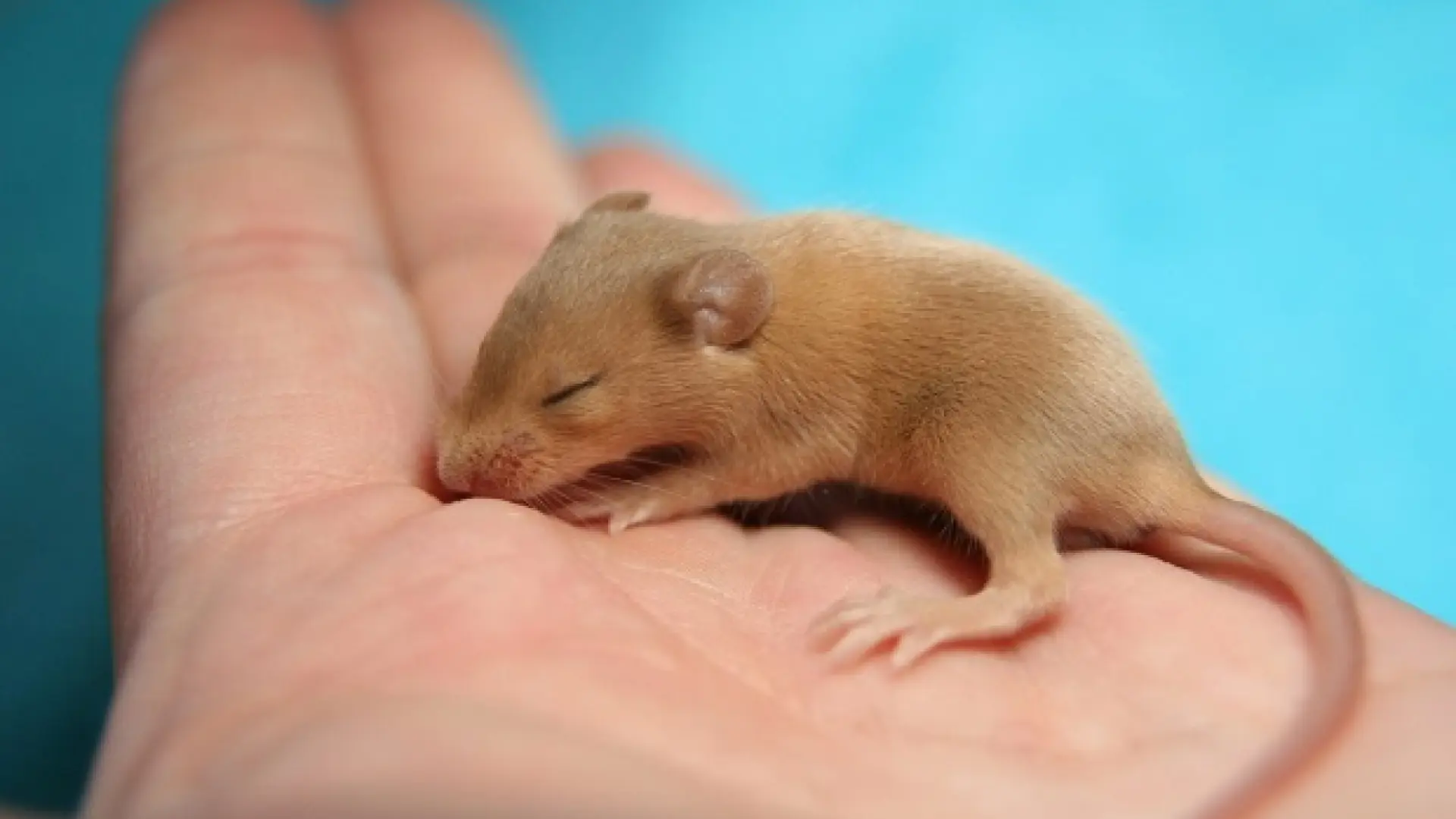 ¿De dónde proviene la expresión ‘Dormir como un lirón’?