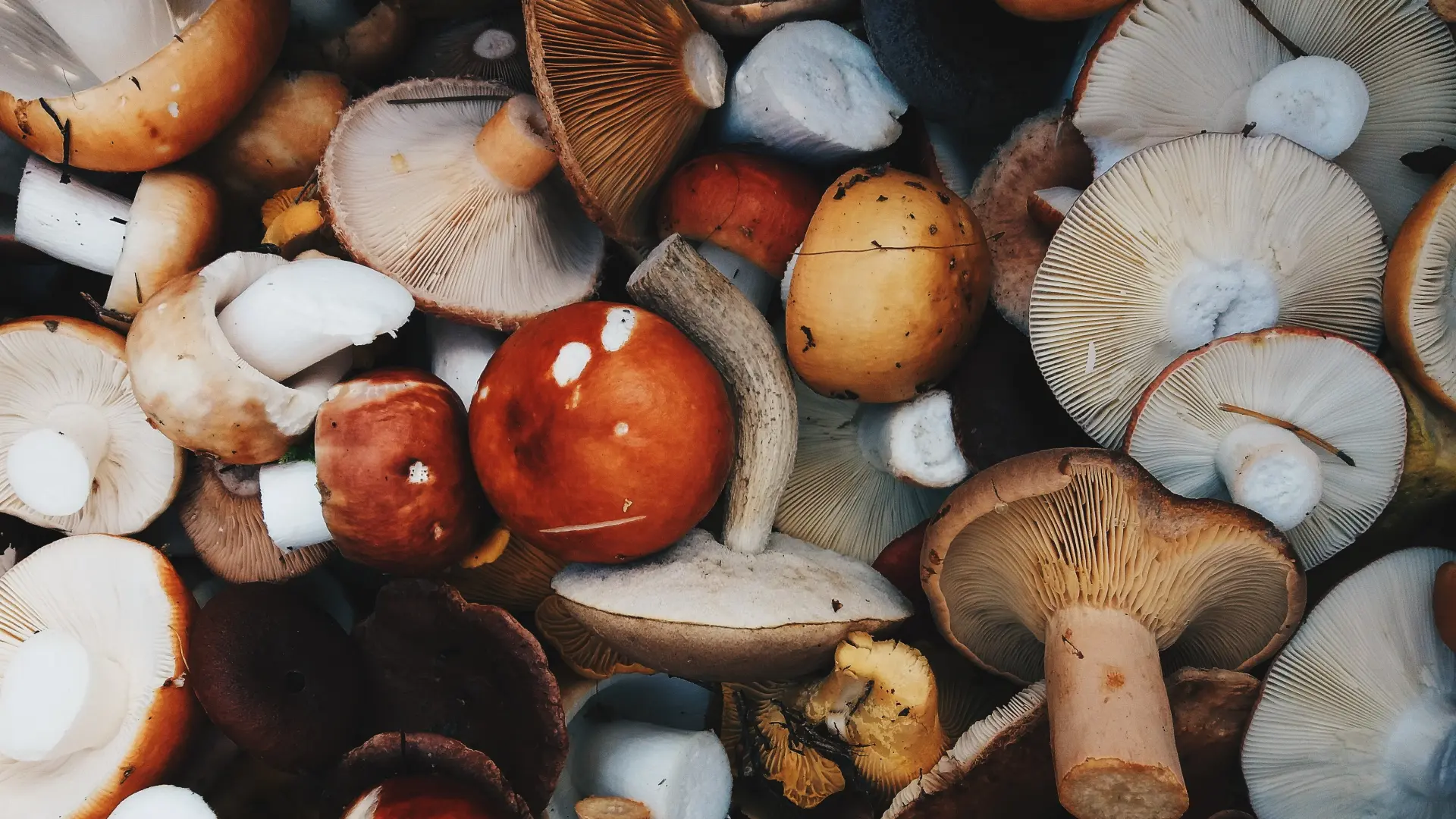 Dónde ir a buscar setas en Madrid