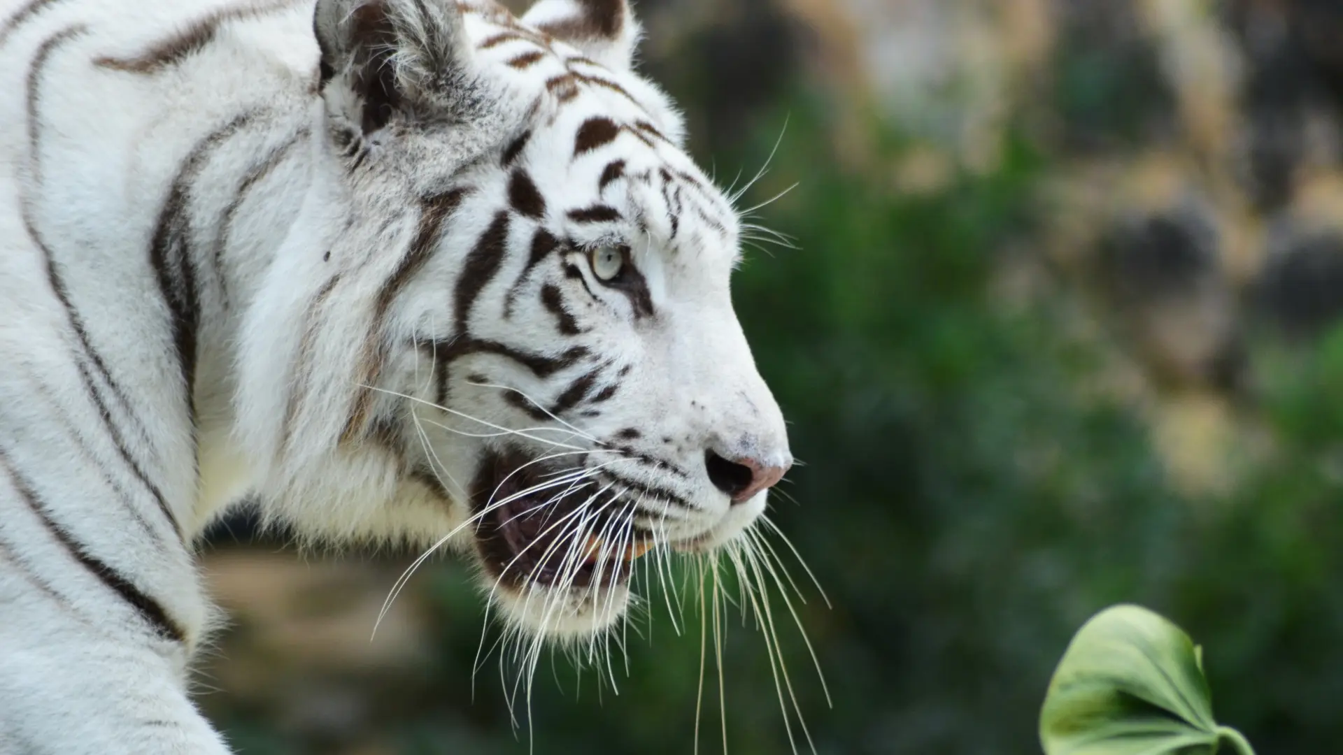 La teoría de la inminencia predatoria: esta es la verdadera utilidad de ...