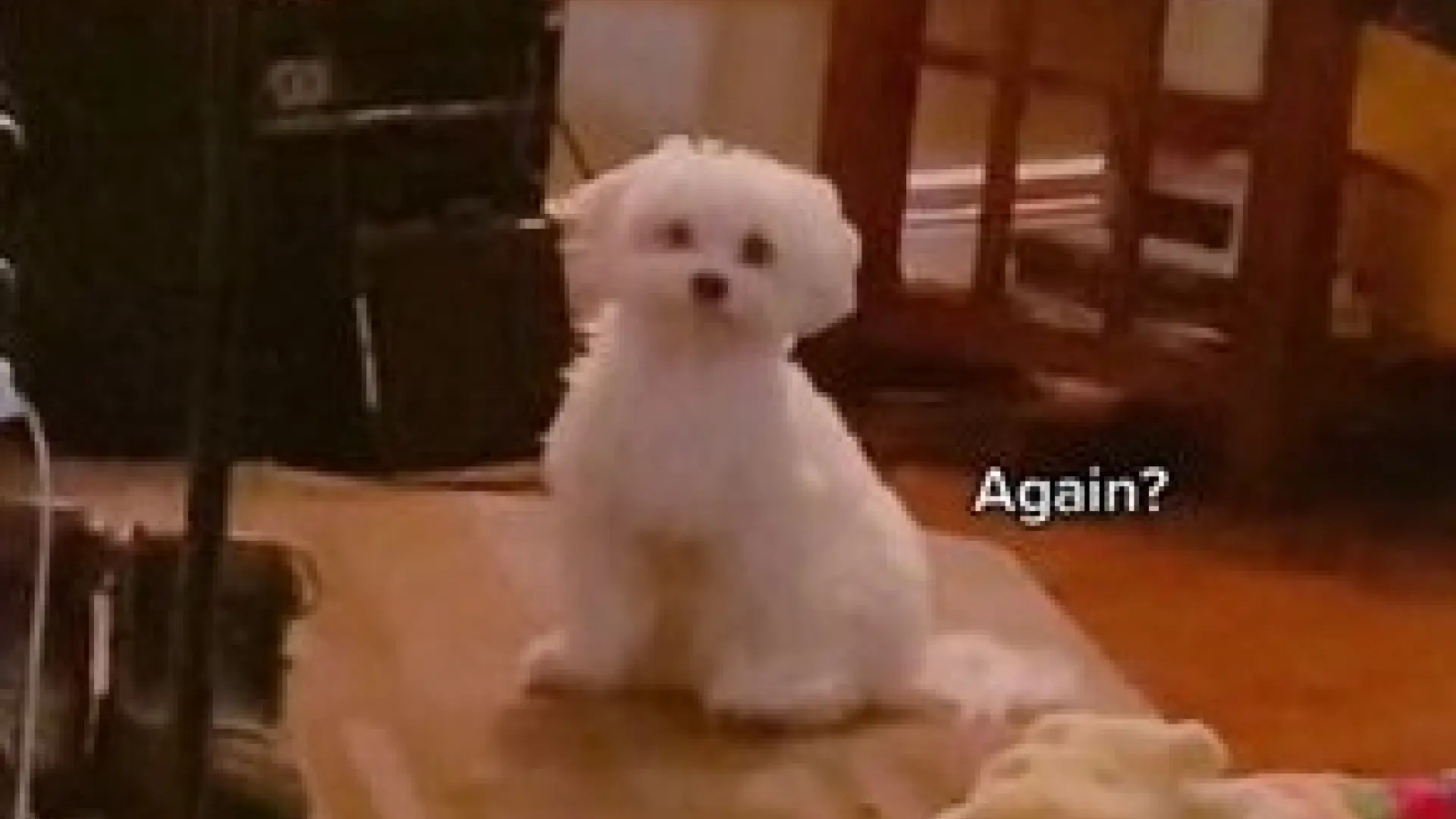 Por Qué Mi Perro Hace Zoomies