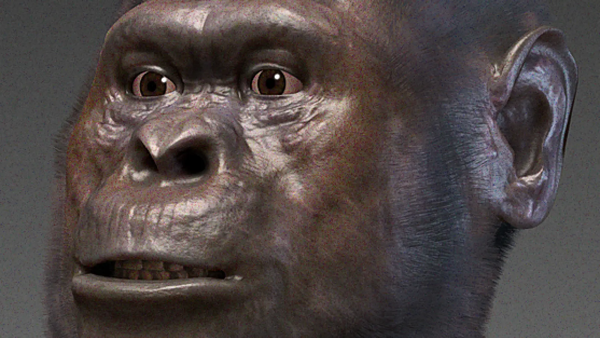 Descubren otra especie humana que caminaba por África hace 3,7 millones de años