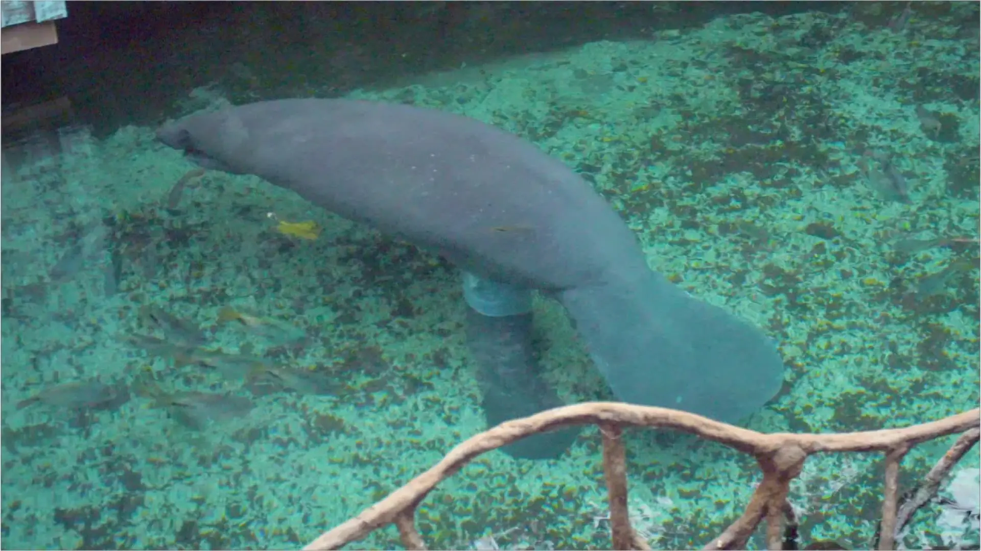 El increíble momento en el que nace una nueva cría de manatí antillano ...