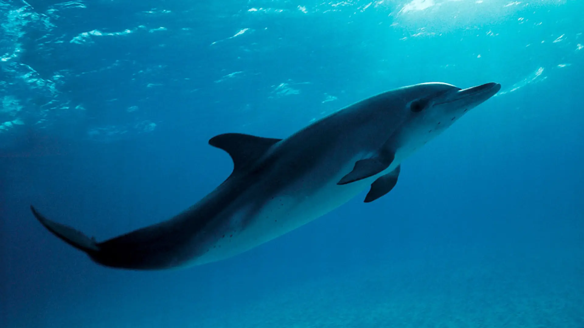 Los delfines necesitan "gritar" para comunicarse por el aumento del ruido submarino