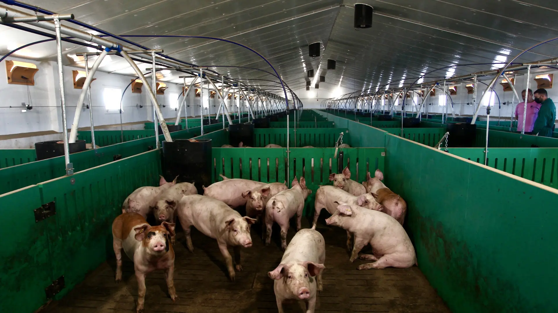 ¿Existen realmente las macrogranjas? La indefinición que enfrenta a ...