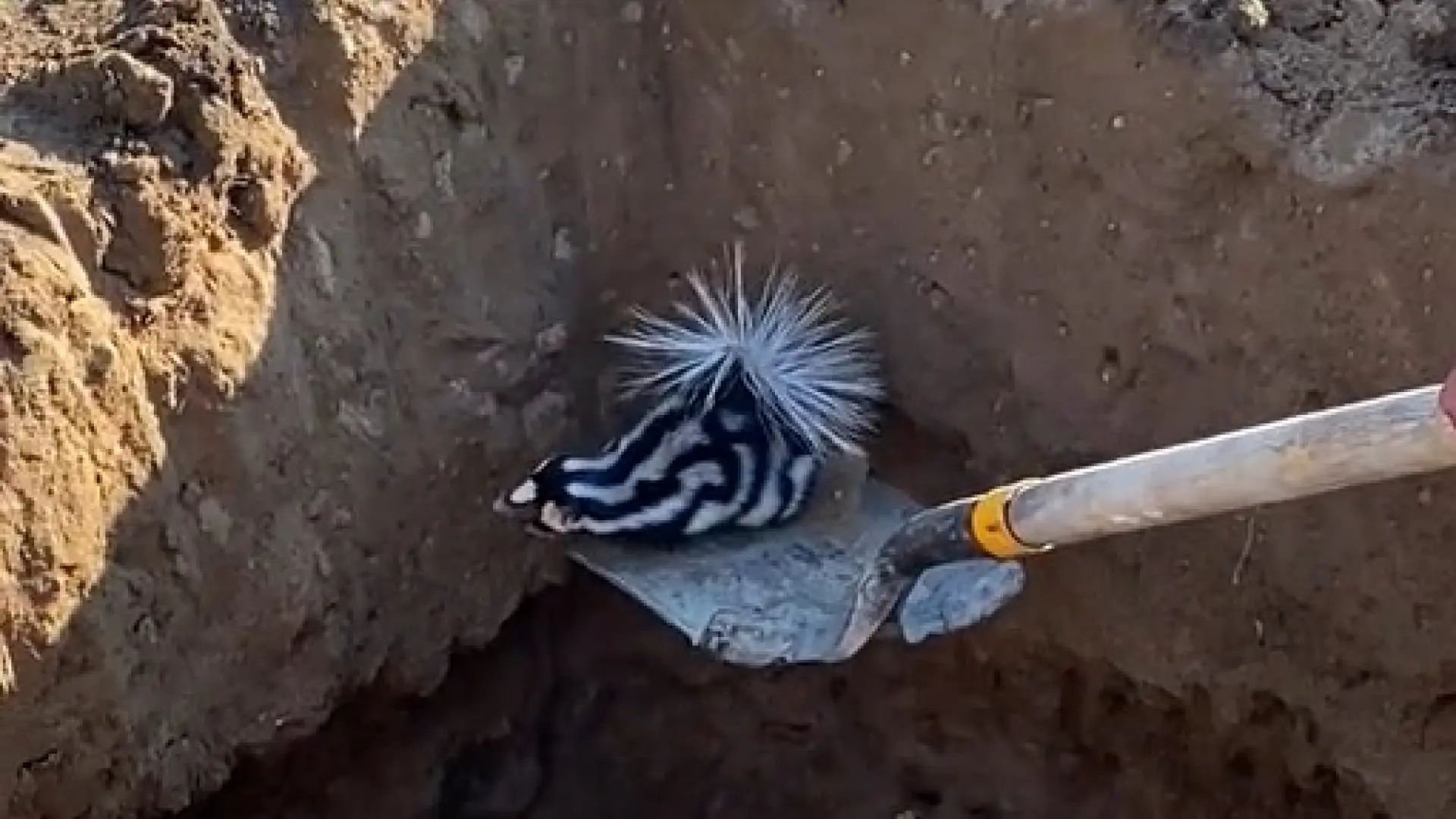 "Yo volviendo a caer en las mentiras de mi ex"... Oleada de memes ante ...