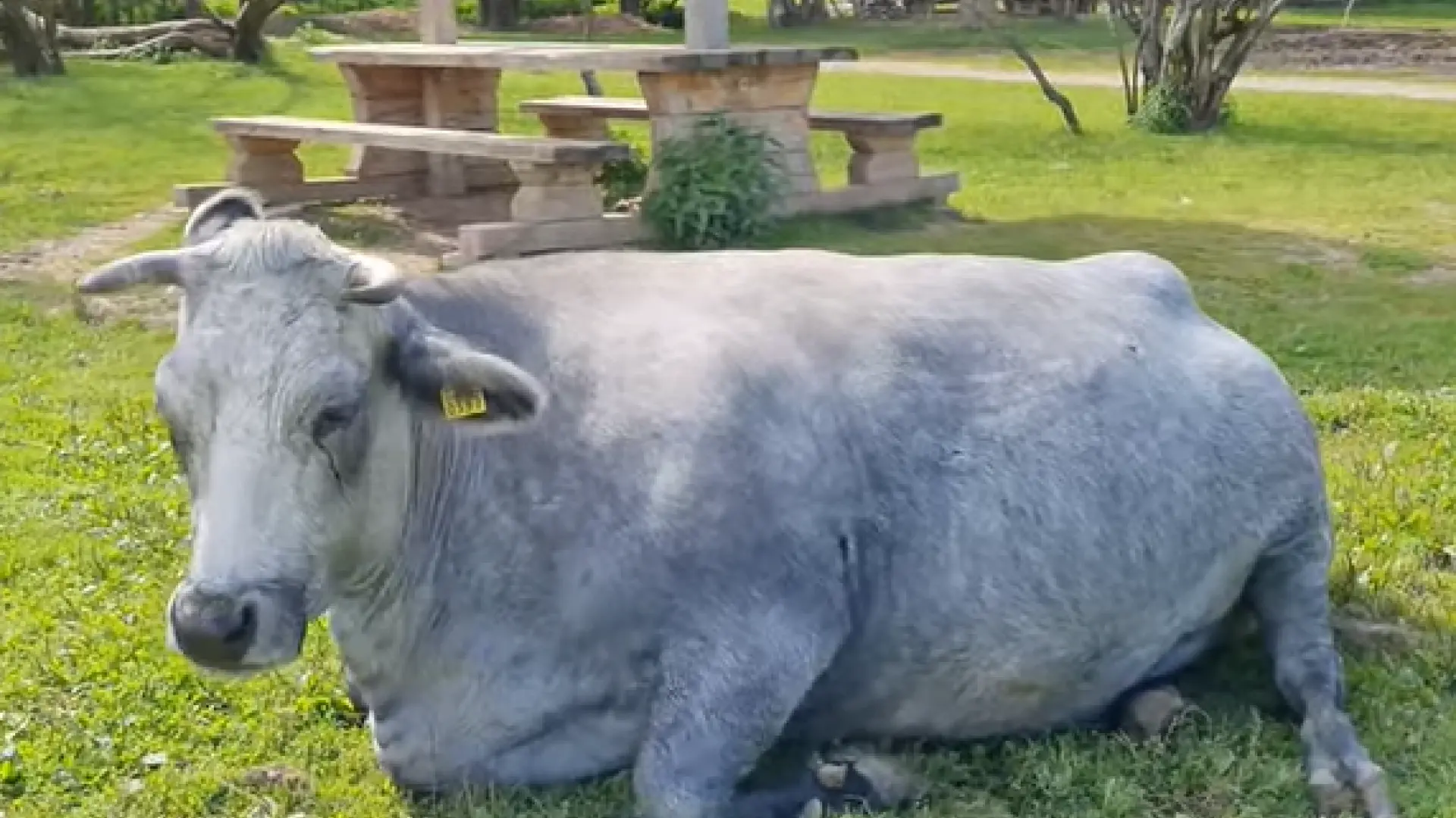 Las vacas azules de Letonia vuelven a ser un orgullo nacional tras ...