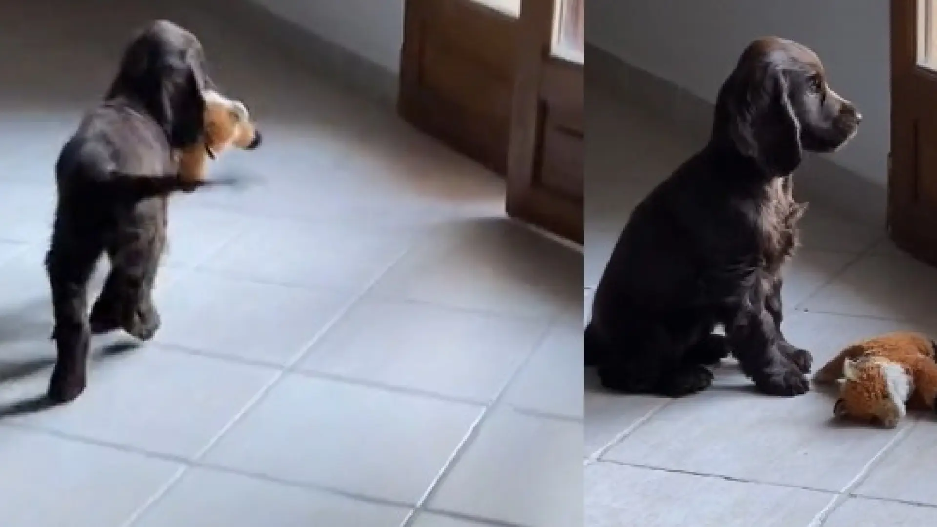 Un perrito se lleva una desilusión después de que su dueño saliera de ...