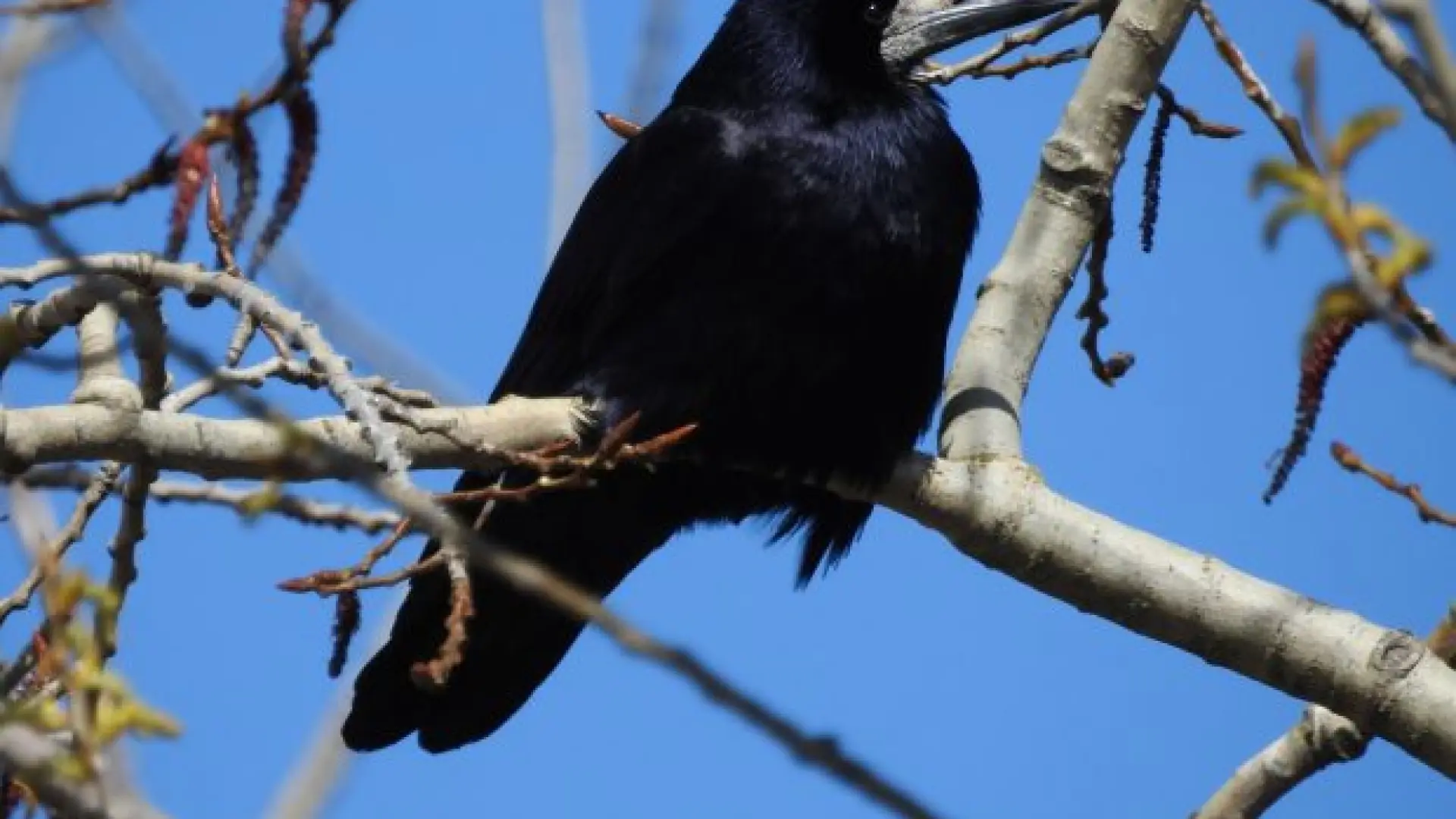 Cuando la graja vuela bajo, hace un frío del carajo (en León)