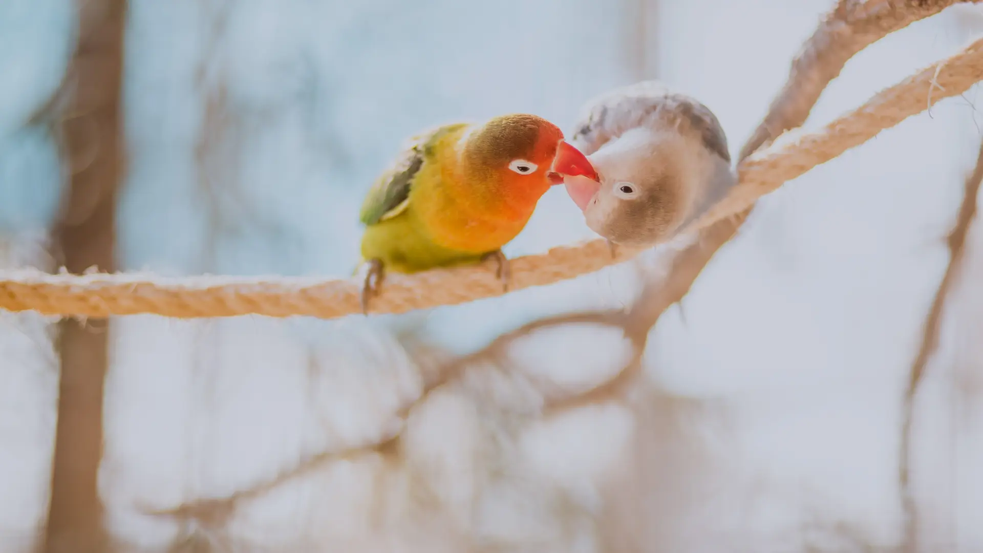 Por qué debemos conocer la PBFD y la Psitacosis: así son dos de las ...