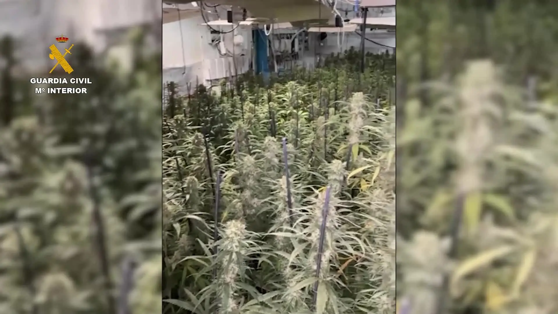 Vídeo: Desmanteladas seis plantaciones en Mérida con más de 3.000 plantas de marihuana