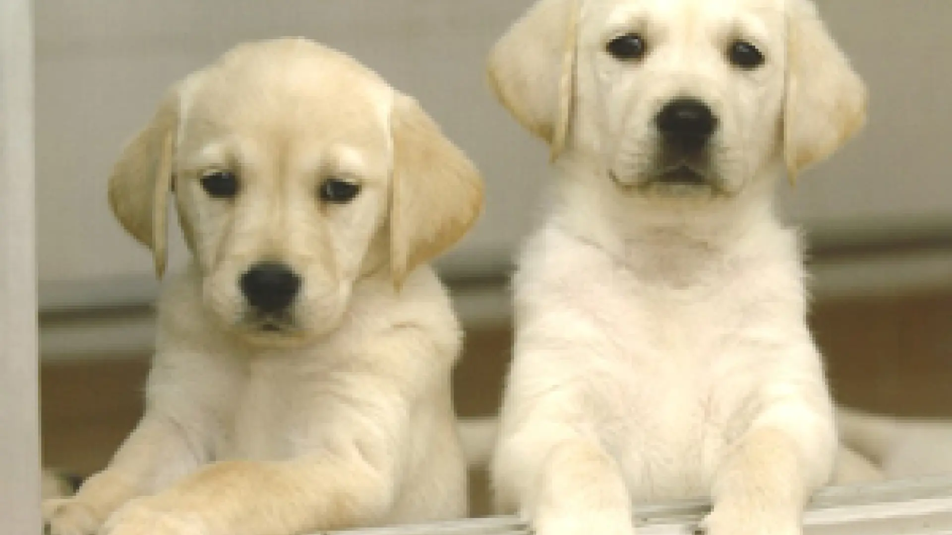 Se Pueden Adoptar 2 Perros A La Vez