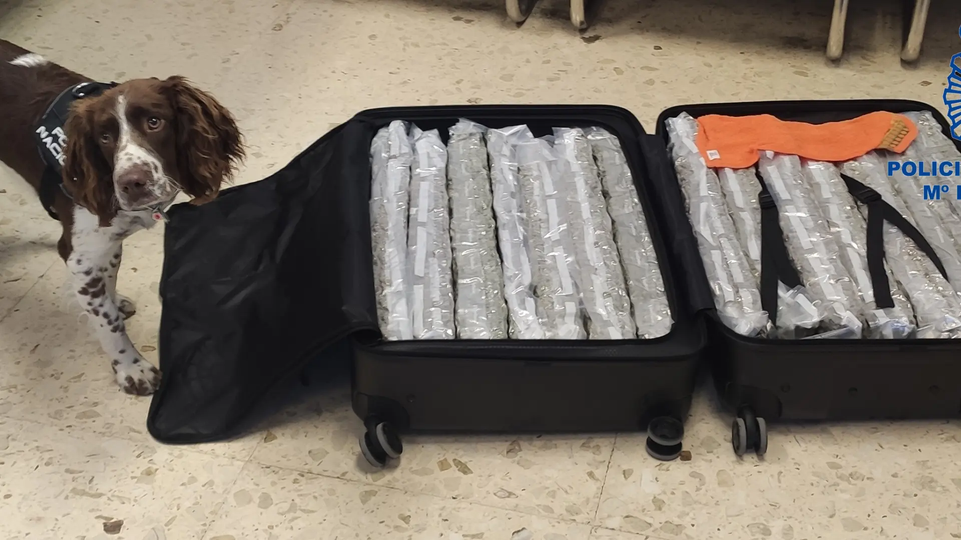 Sucesos.- Detenida en el aeropuerto de Manises tras facturar una maleta llena de marihuana ...