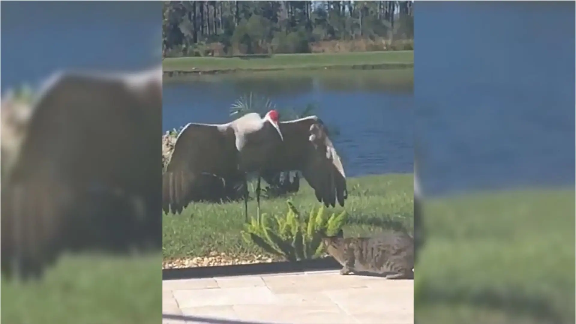 Vídeo: La épica batalla entre un gato y una grulla con un claro y ...