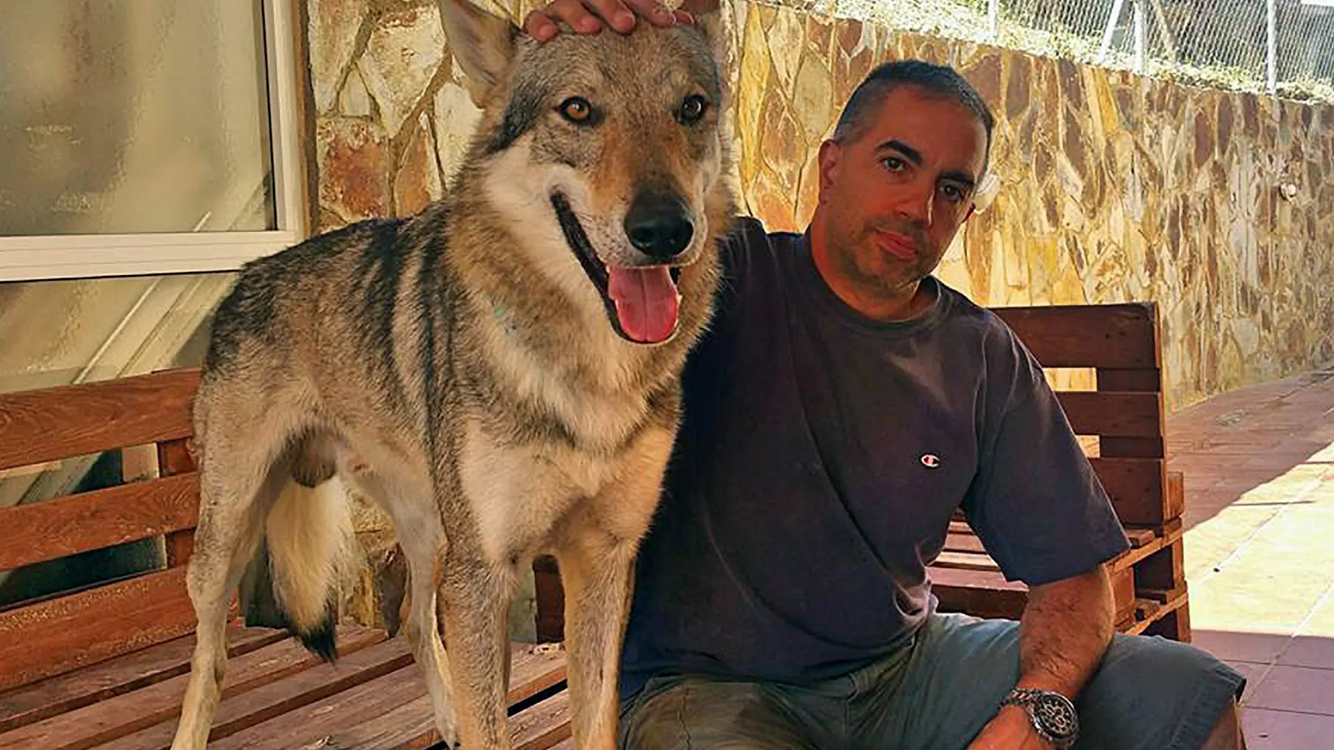 Mike Morabito: "La moda de los terriers de tipo bull ha hecho un daño ...