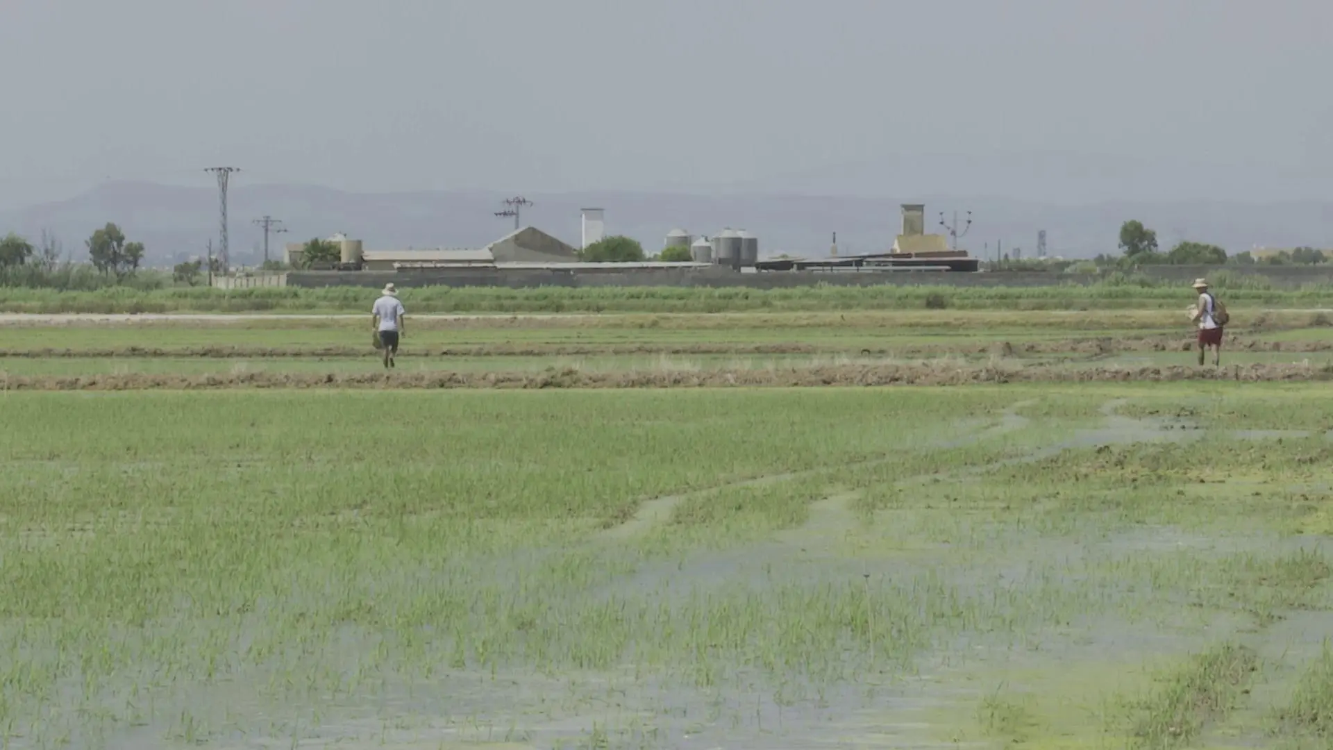 Vídeo: Logran controlar la plaga de un insecto dañino en los arroceros ...