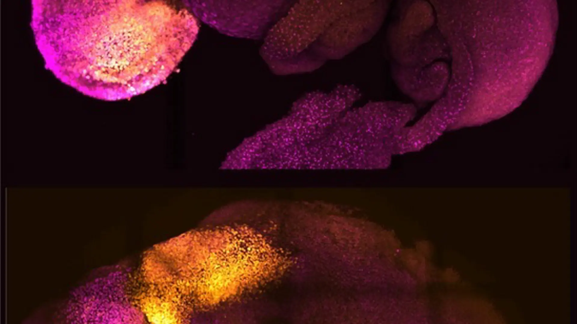 Crean embriones de ratón con cerebro y un corazón que late sin ...