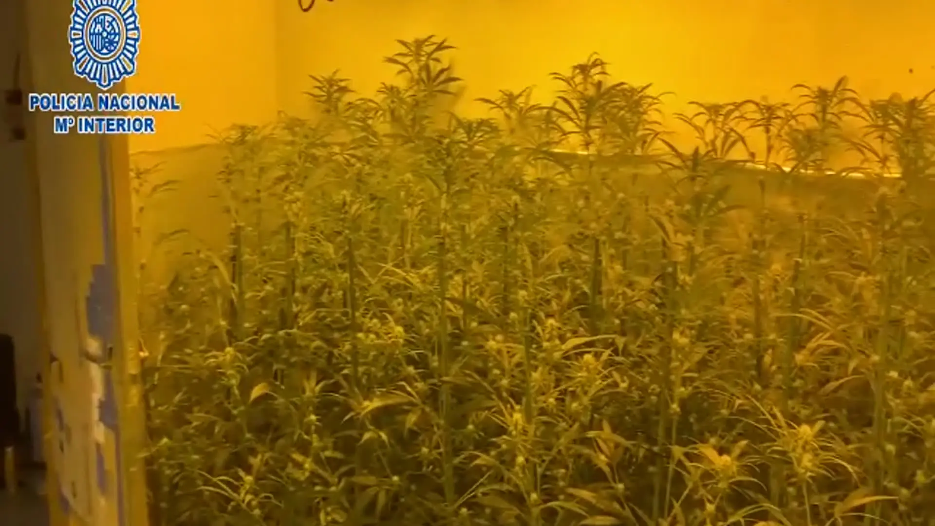 Vídeo: Desmantelada plantación indoor de marihuana en Humanes, Madrid