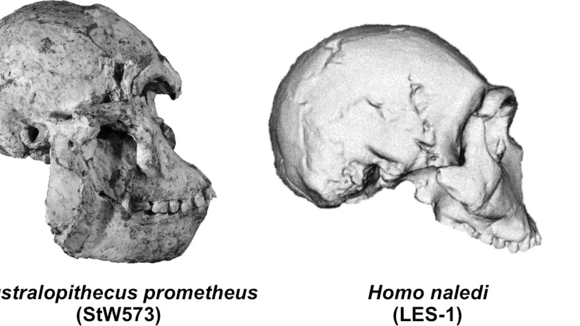 Paleontólogos De La Uma Desvelan Nuevos Datos Sobre La Evolución Del
