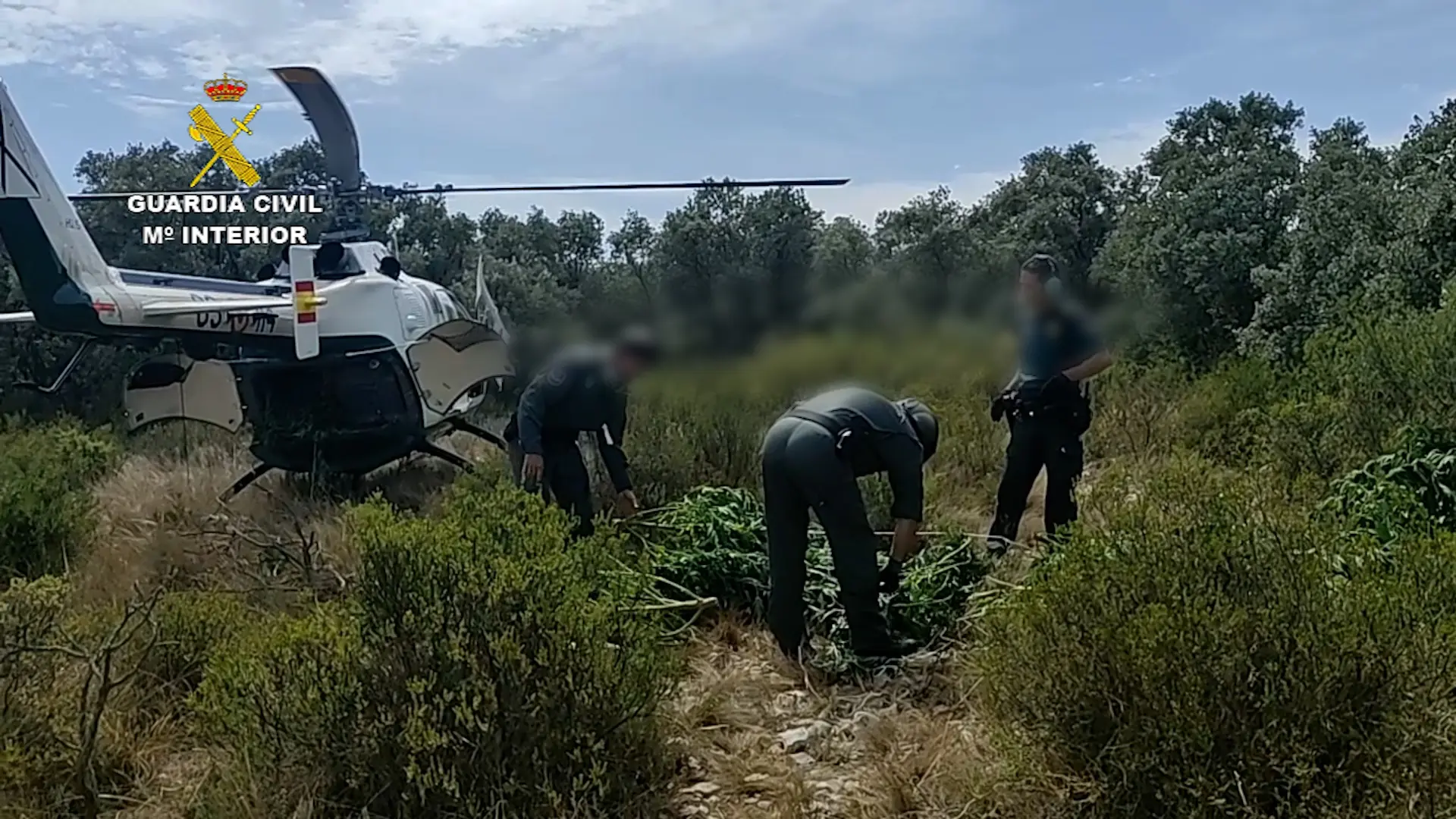 Sucesos.- Hallan más de 1.000 plantas de marihuana en un cerro de difícil acceso en Villalonga