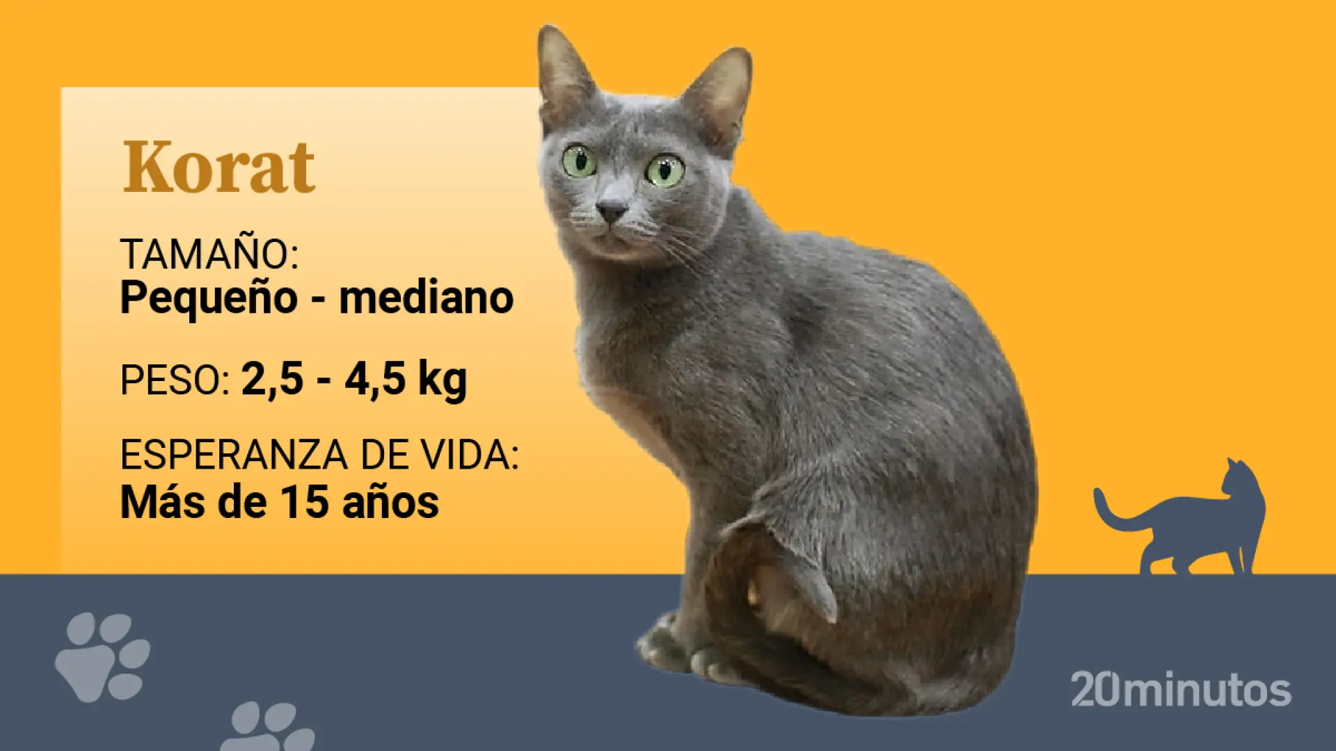 Así es el korat, una raza de gatos enérgicos y símbolo de buena fortuna ...