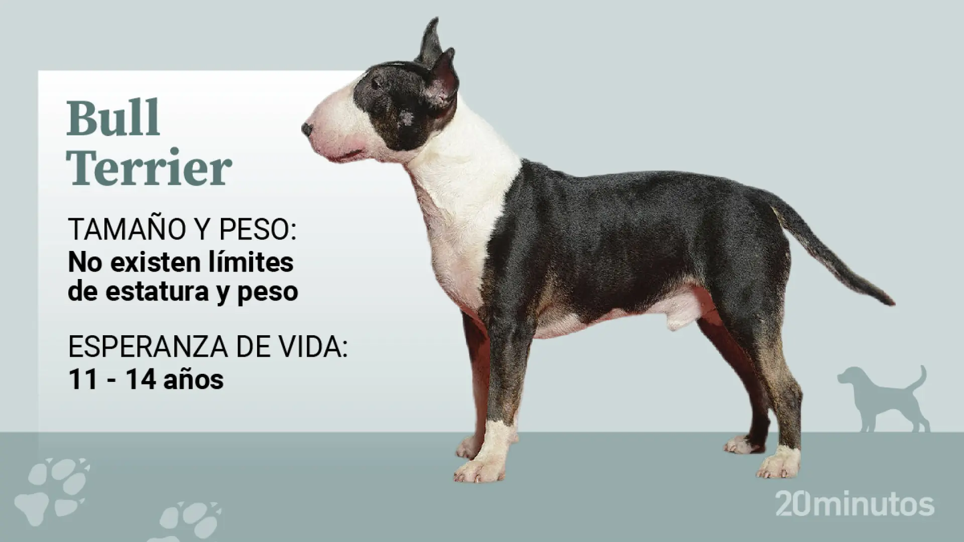 Son Protectores Los Bull Terrier Ingleses