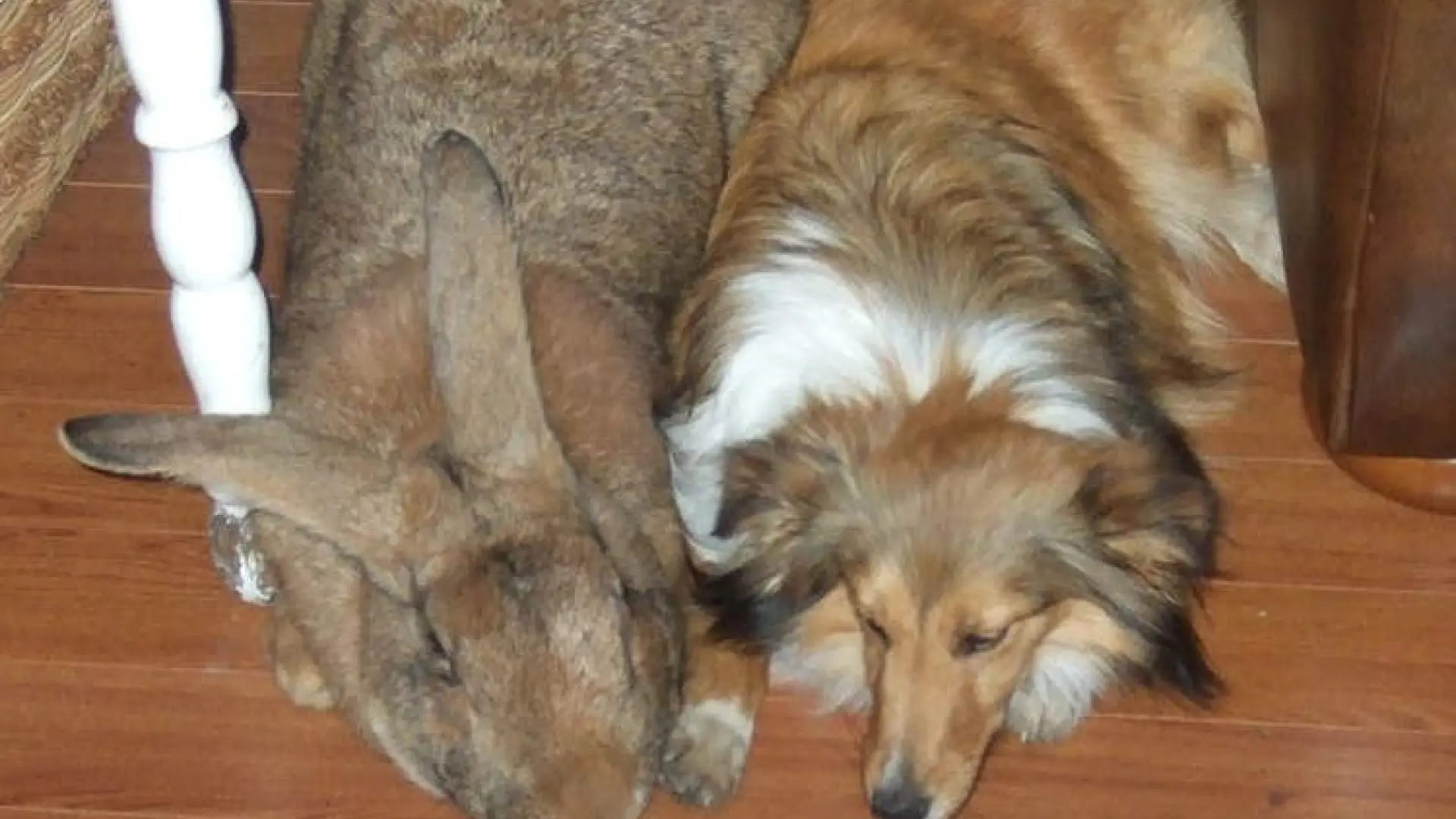 Más de 20 kilogramos y casi 1,5 metros de largo: así es Darius, el ...