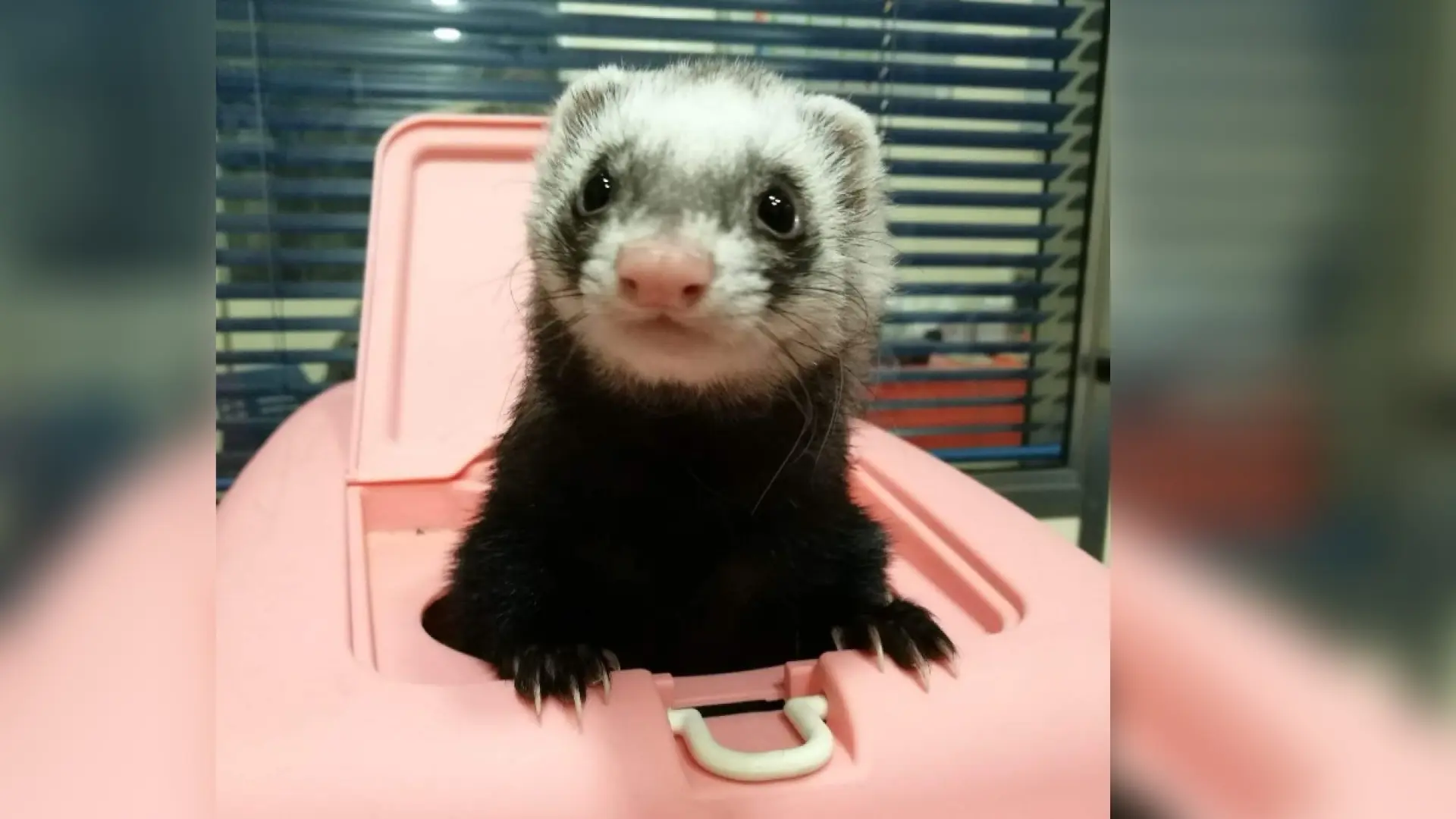 ¿Qué vacunas debo ponerle a mi hurón? El moquillo y la rabia, las ...