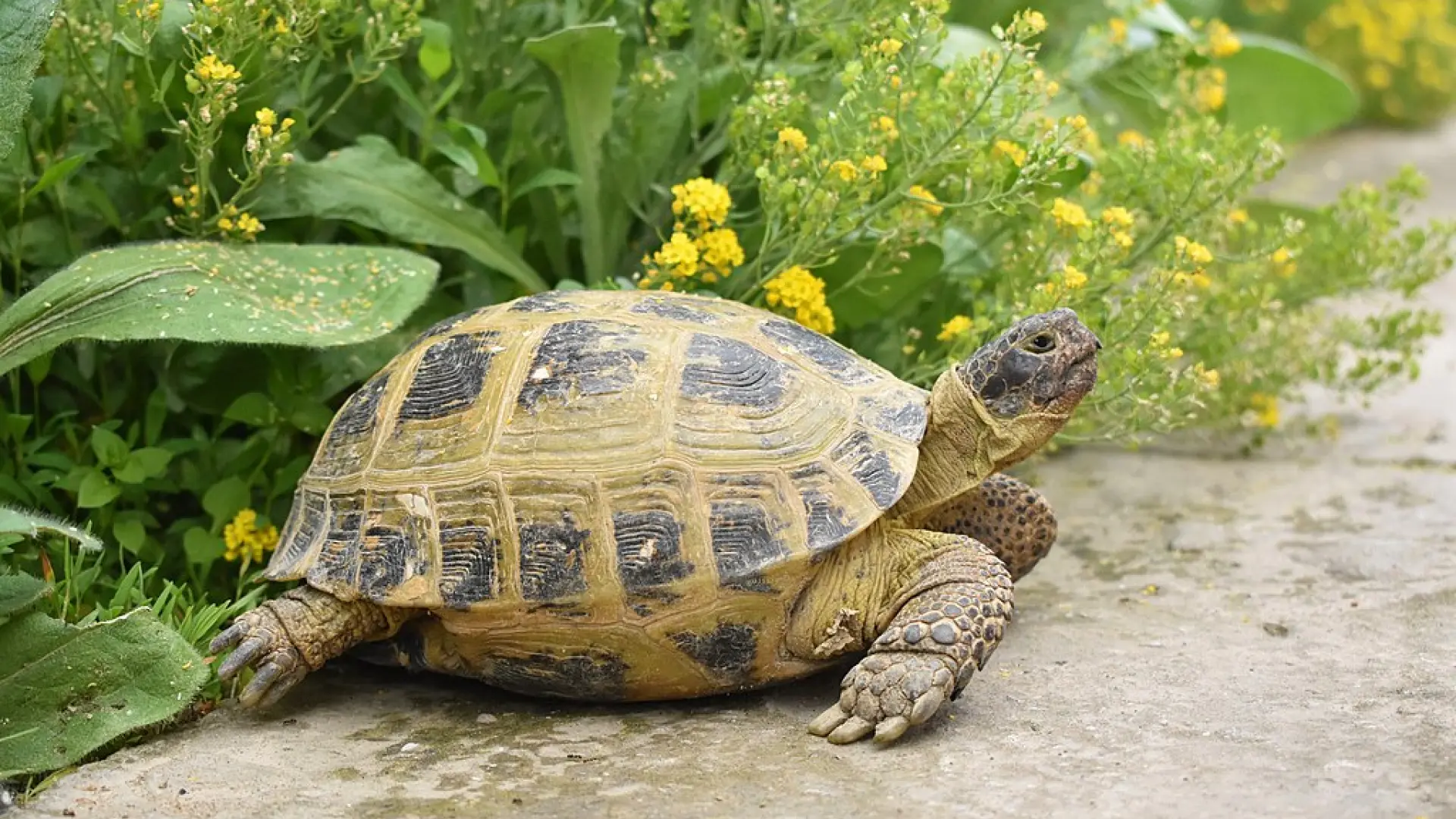¿Qué pasa si tengo una tortuga con la nueva Ley de Bienestar Animal?