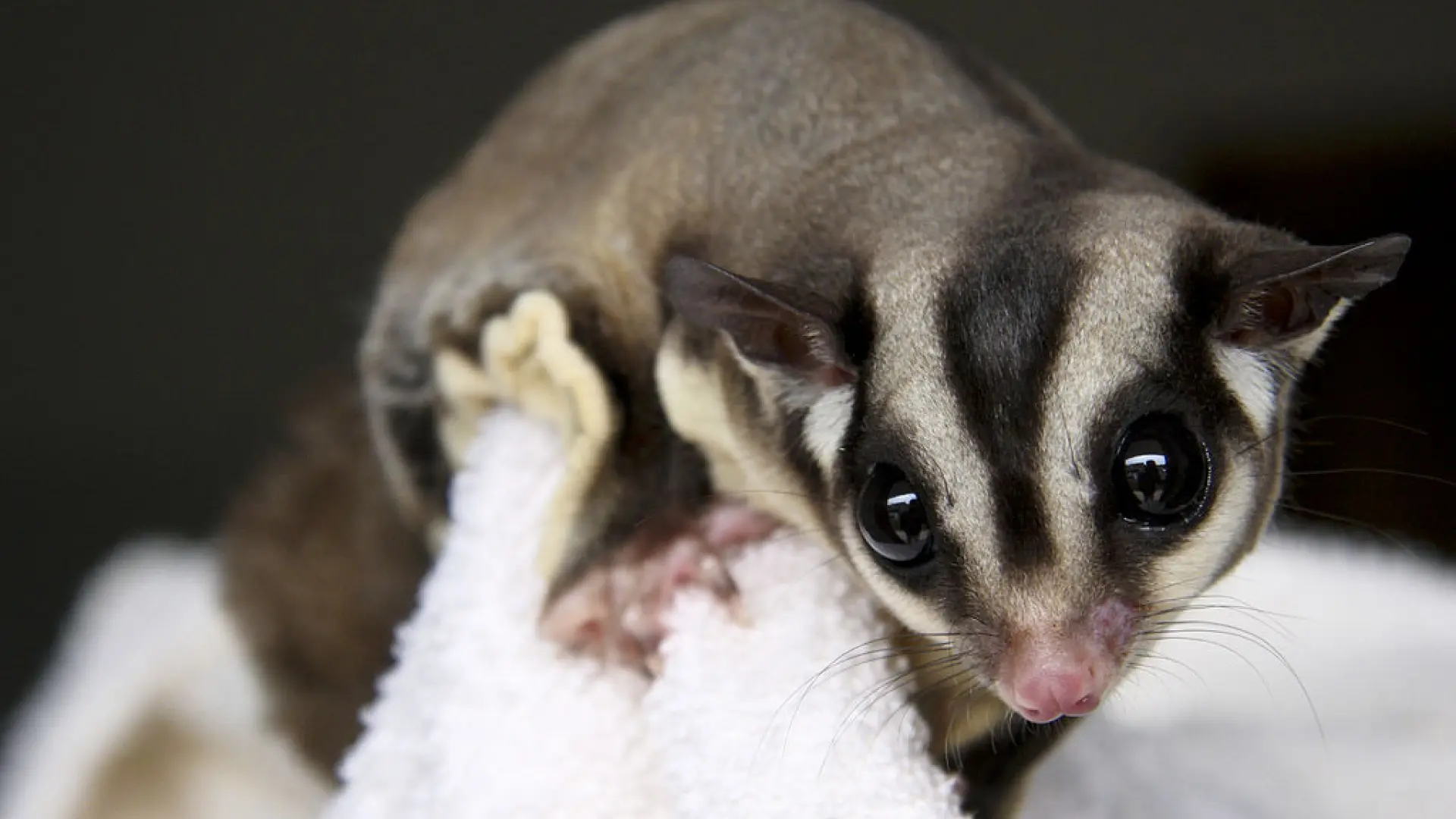 El petauro del azúcar, un animal que no se puede criar ni vender: "Es ...