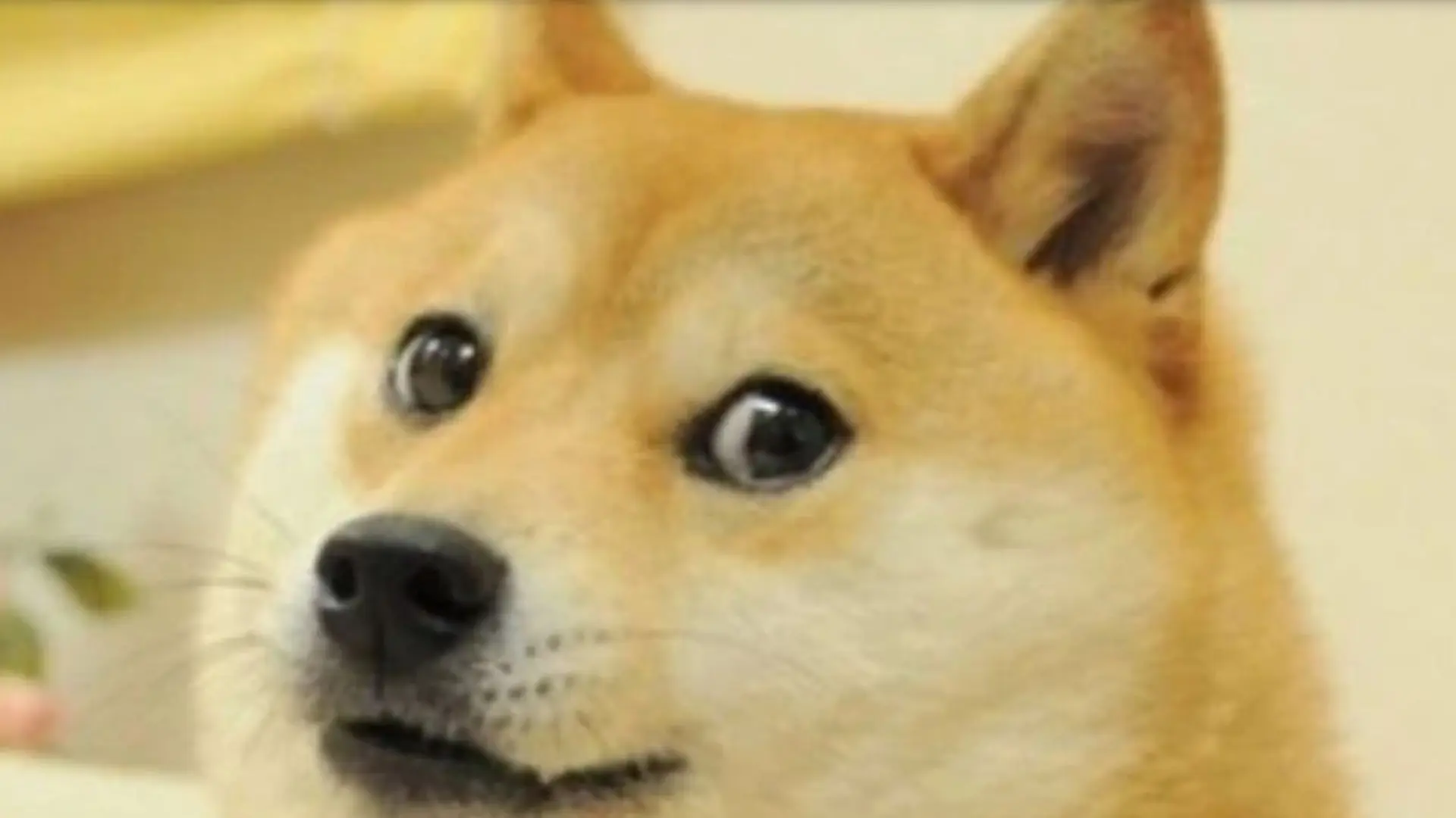 Kabosu, la perra de los memes, está muy enferma: padece leucemia y ...