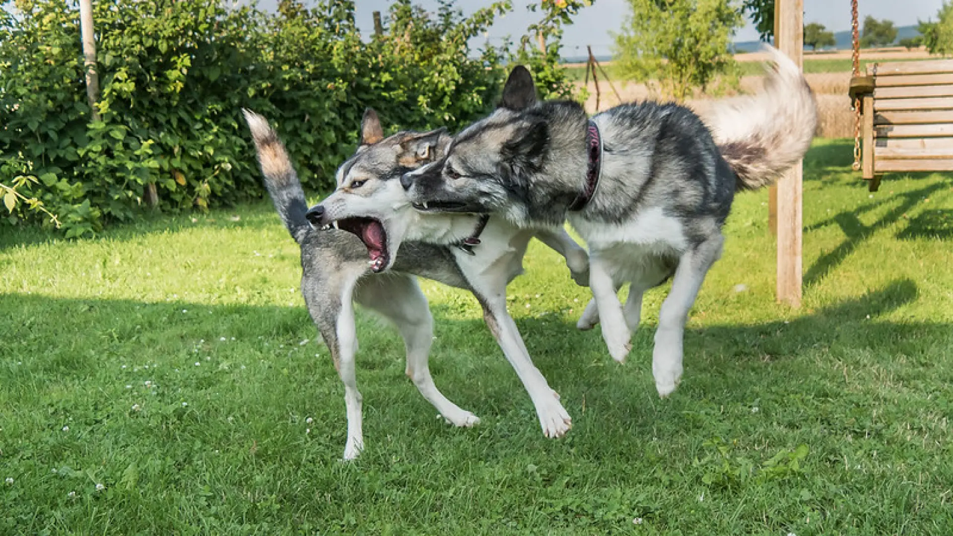 Comportamiento canino, qué hacer cuando a mi perro le ha mordido otro ...