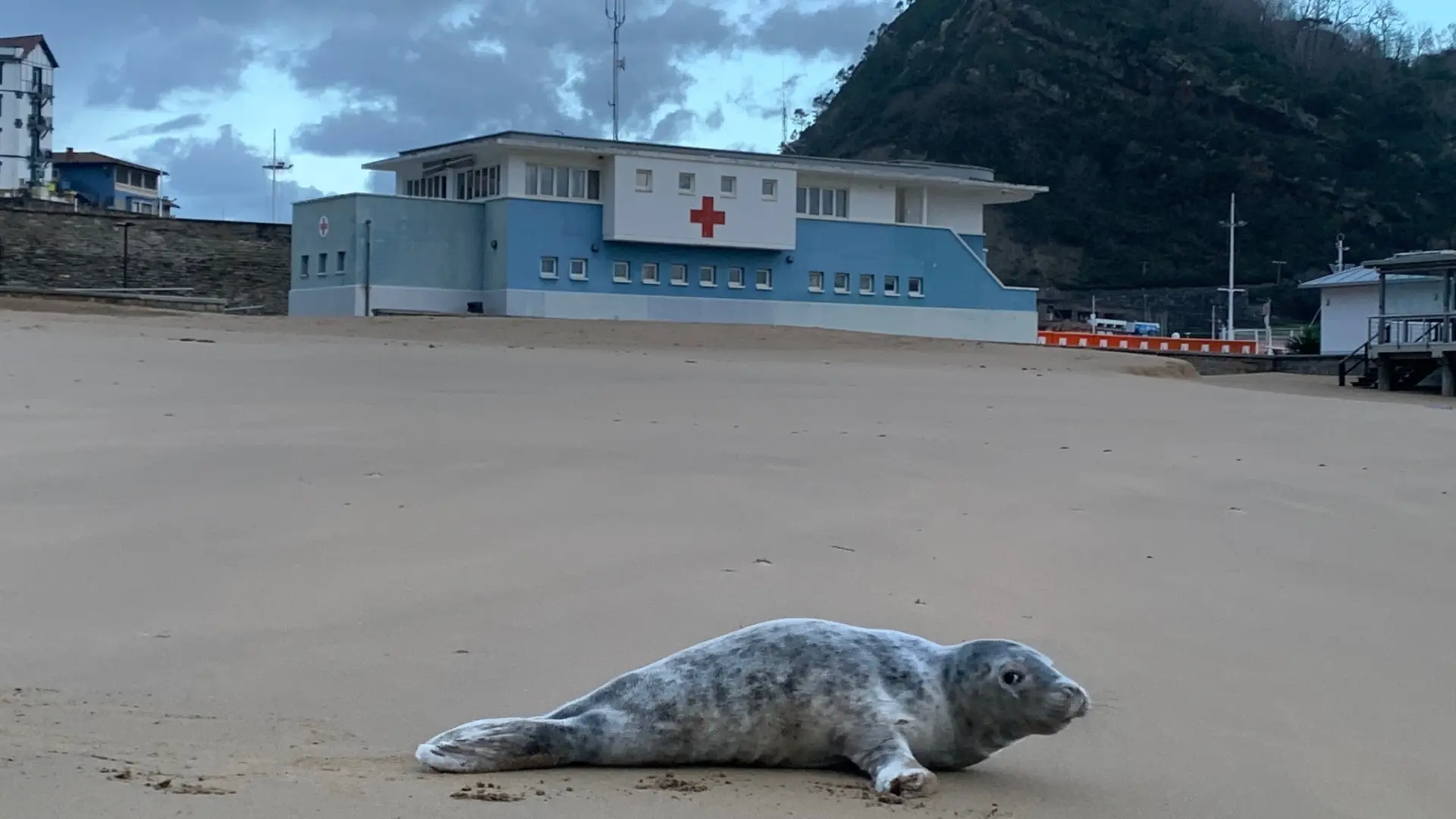 Una pequeña foca aparece por sorpresa en la playa de Getaria