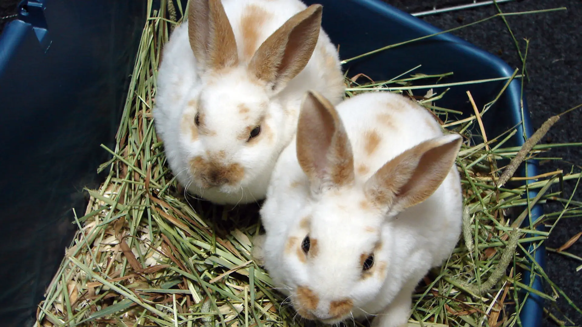 ¿Conoces las diferentes razas de conejo?