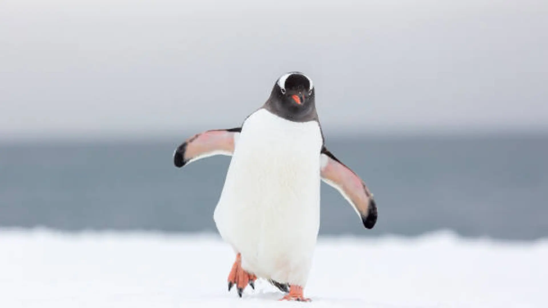 Descubren al pingüino más grande de la historia: vivió en Nueva Zelanda ...
