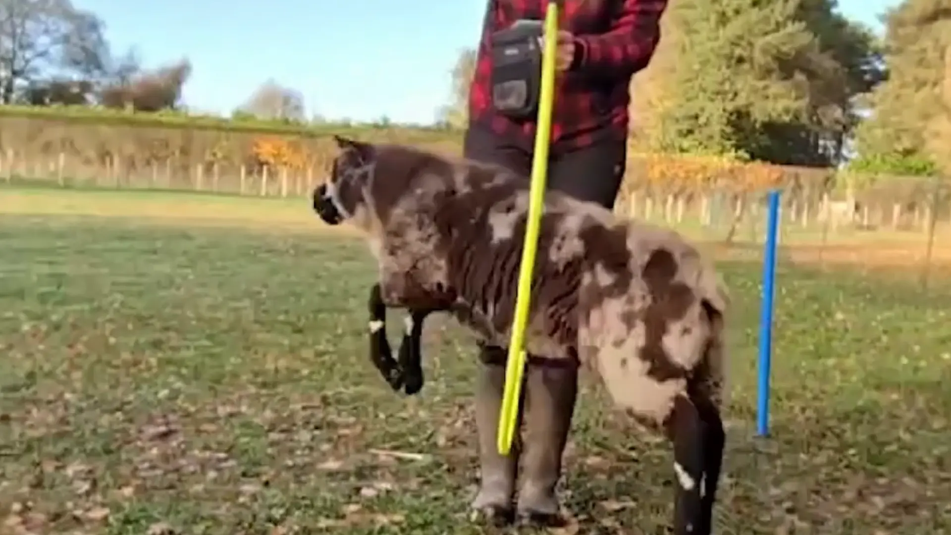 Una oveja se cree que es un perro y hace unos trucos tan increíbles que ...