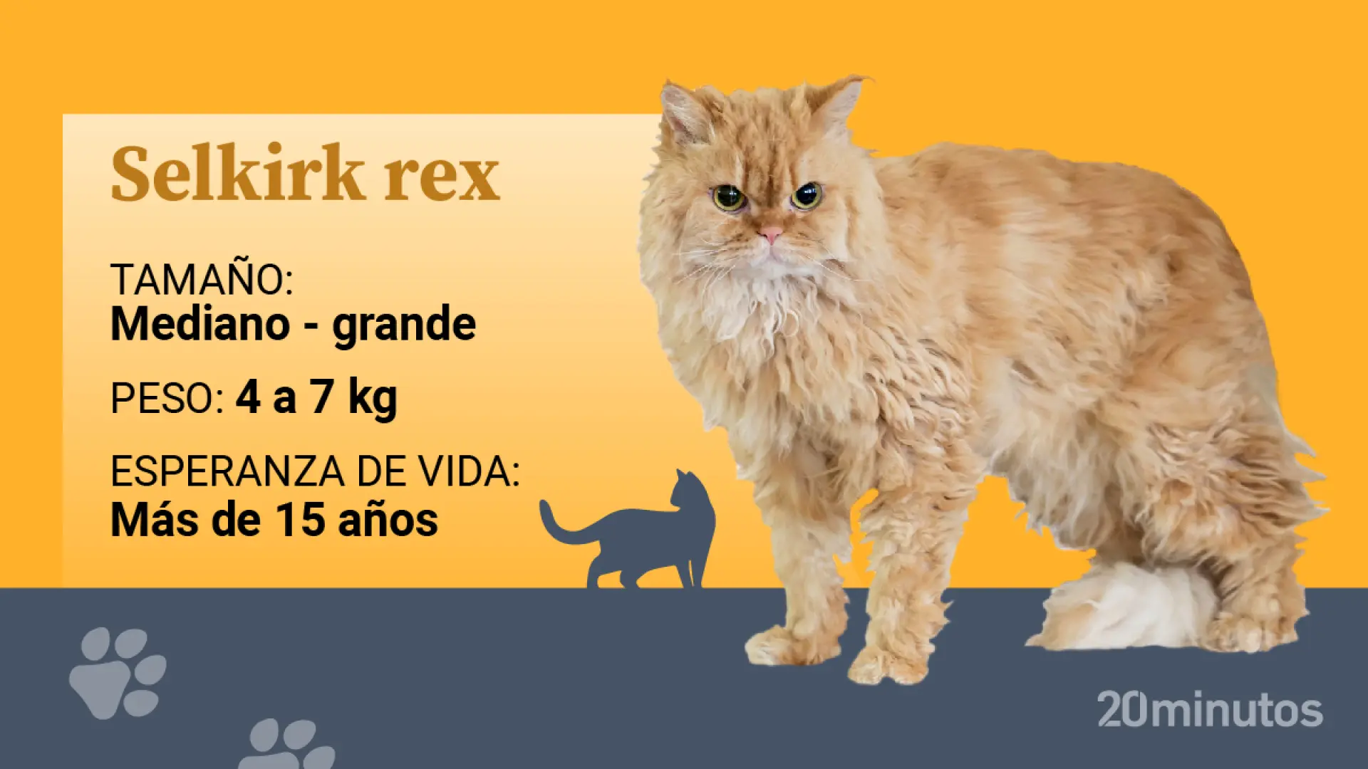 El selkirk rex, la cuarta raza felina reconocida de pelo rizado, de ...