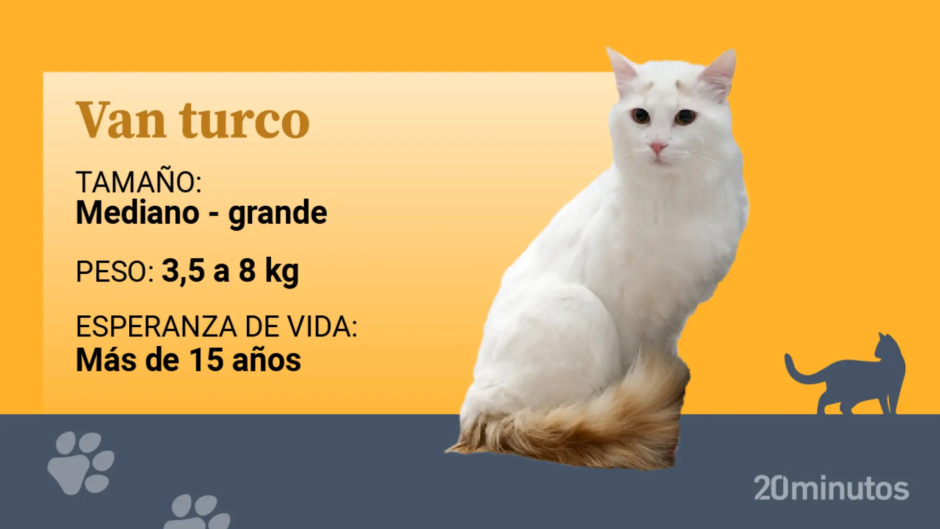 El van turco, un espectacular 'gato nadador' que surgió en los ...