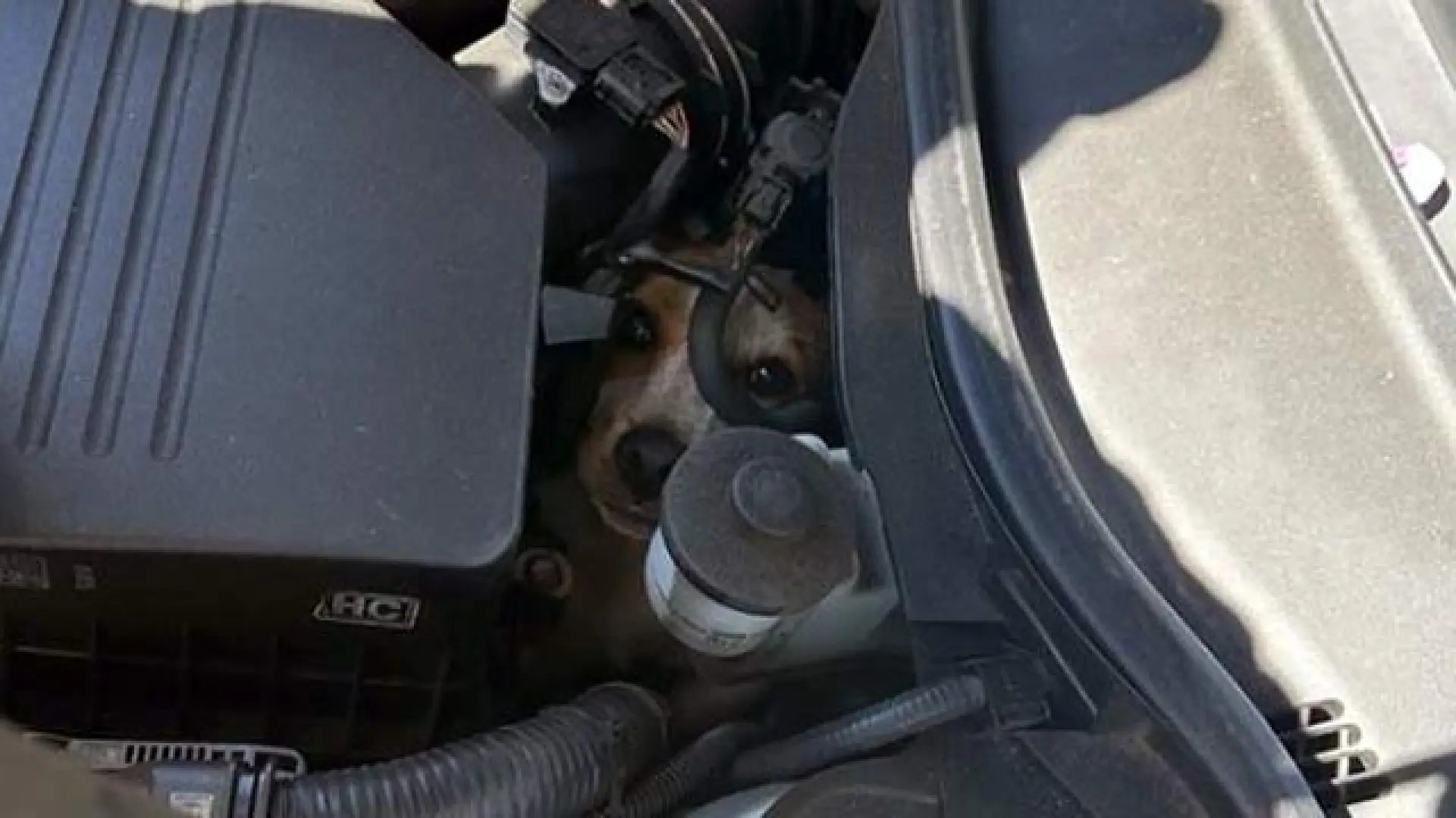 ¿Cómo se metió ahí? Rescatan a un perro atrapado en el motor de un coche