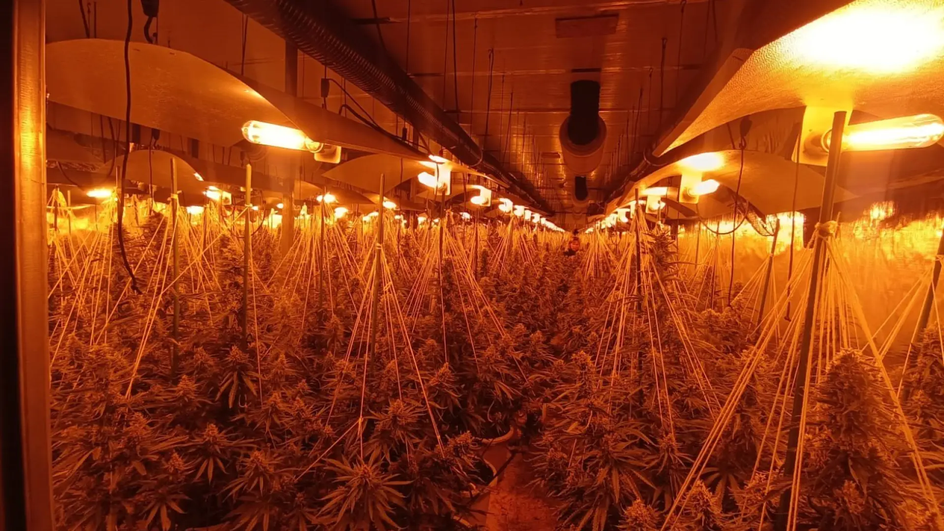 Los Mossos desmantelan una plantación de marihuana en una nave industrial de Sant Esteve Sesrovires