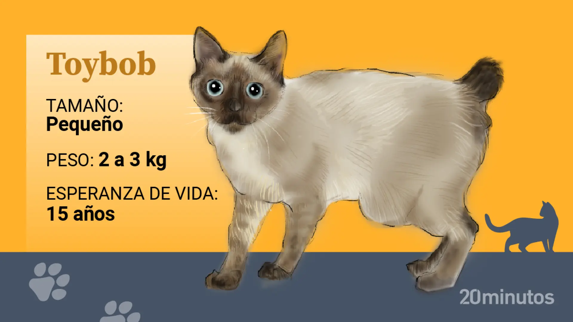 El toybob, una de las razas felinas más pequeñas y desconocidas del ...