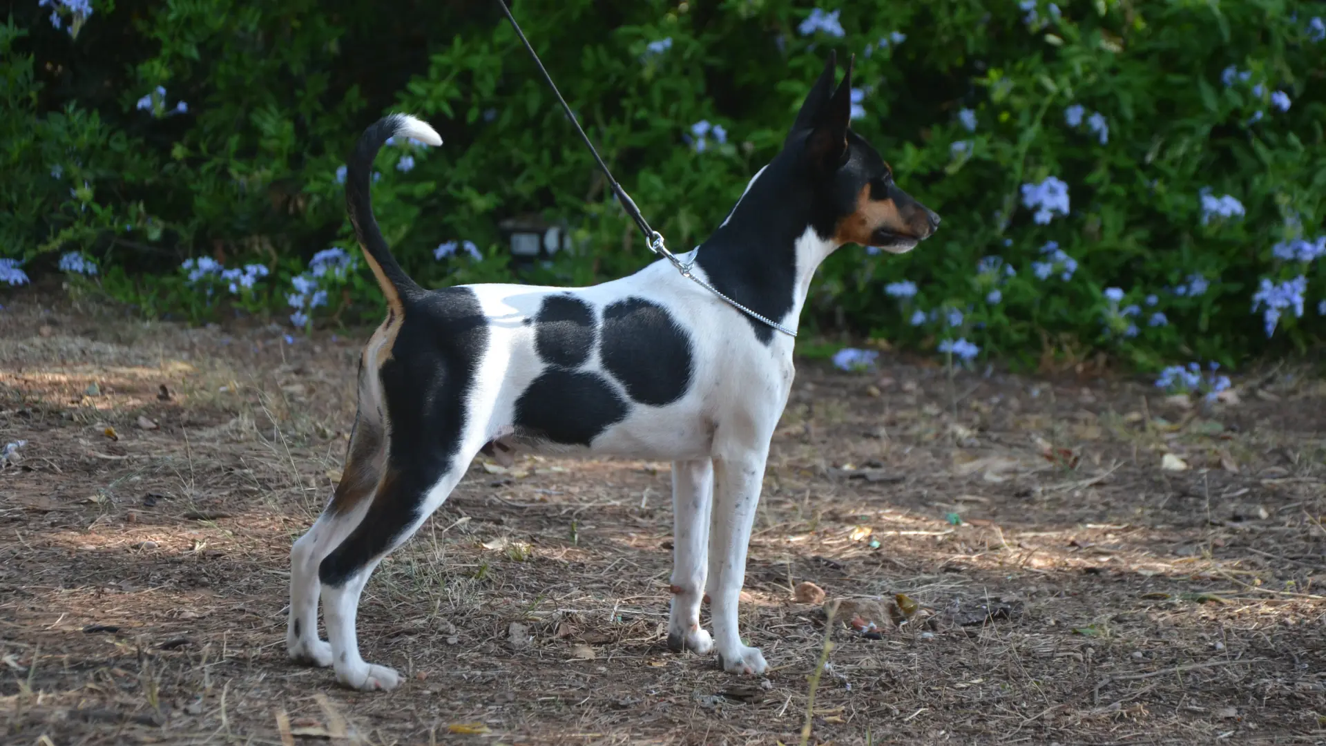 Cristóbal Ramos, secretario del Club del Ratonero Valenciano: "En ...