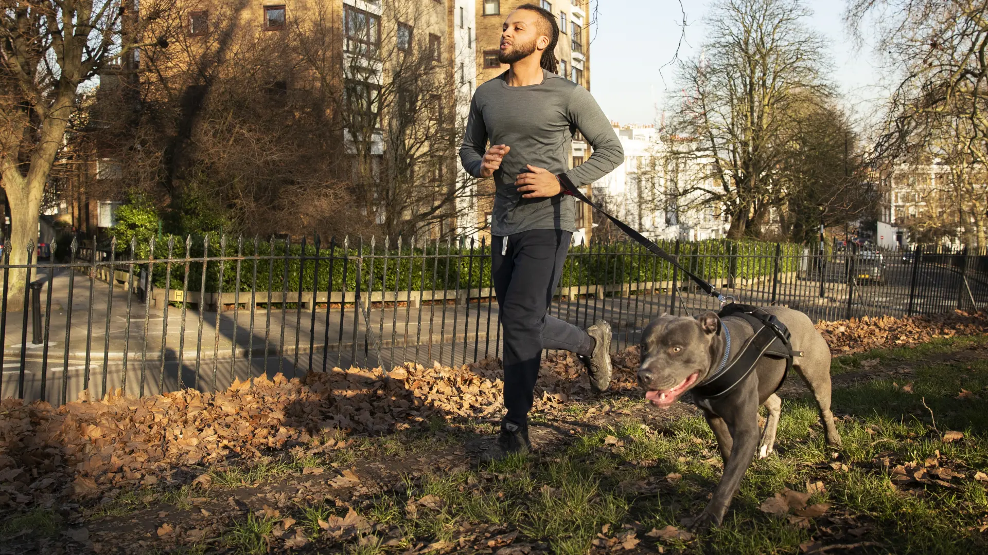 Empezar a correr con perros: cómo hacerlo de forma segura y adaptada a ...