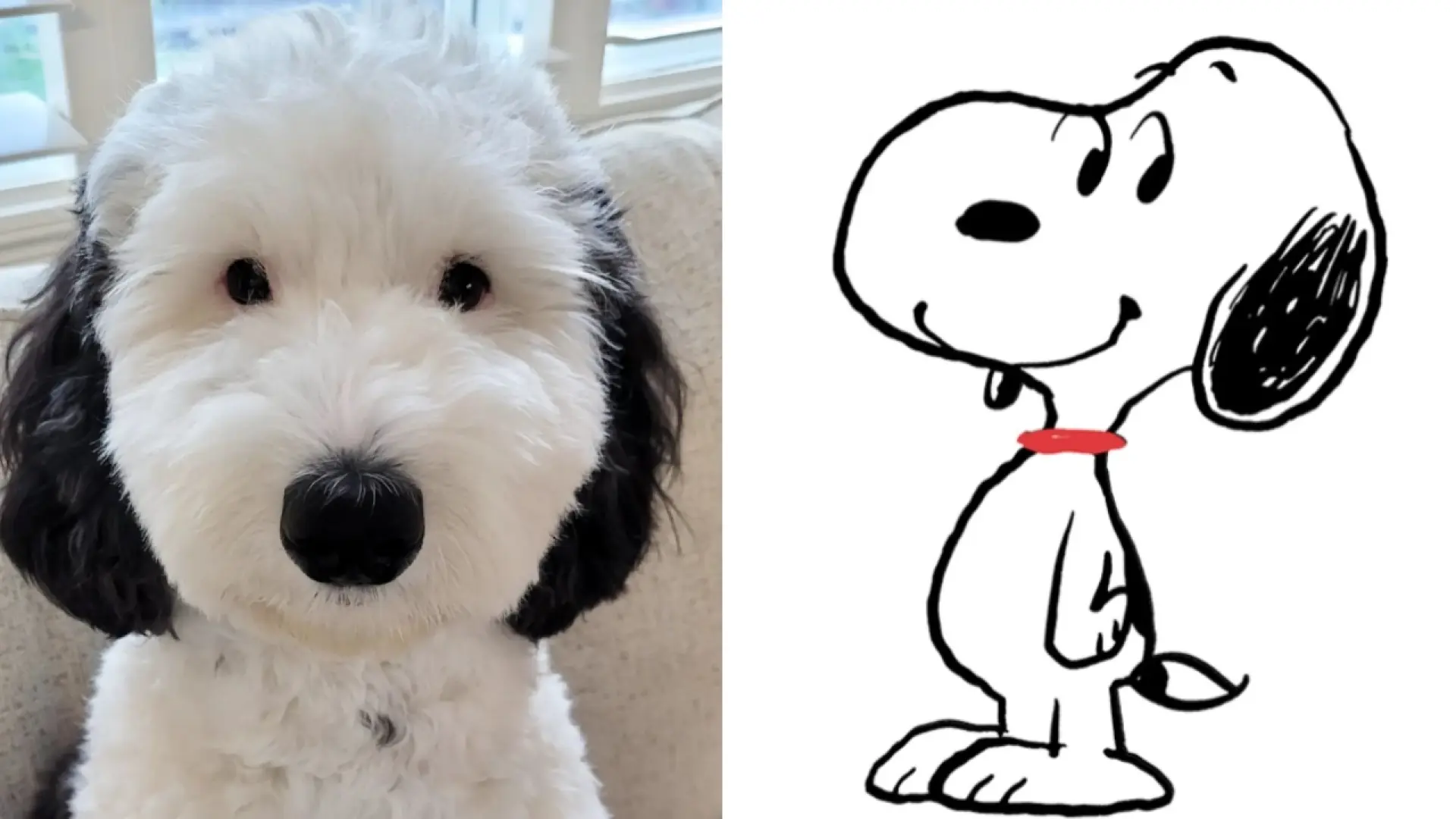 Así es Bayley, el Snoopy de la vida real que causa furor en las redes ...