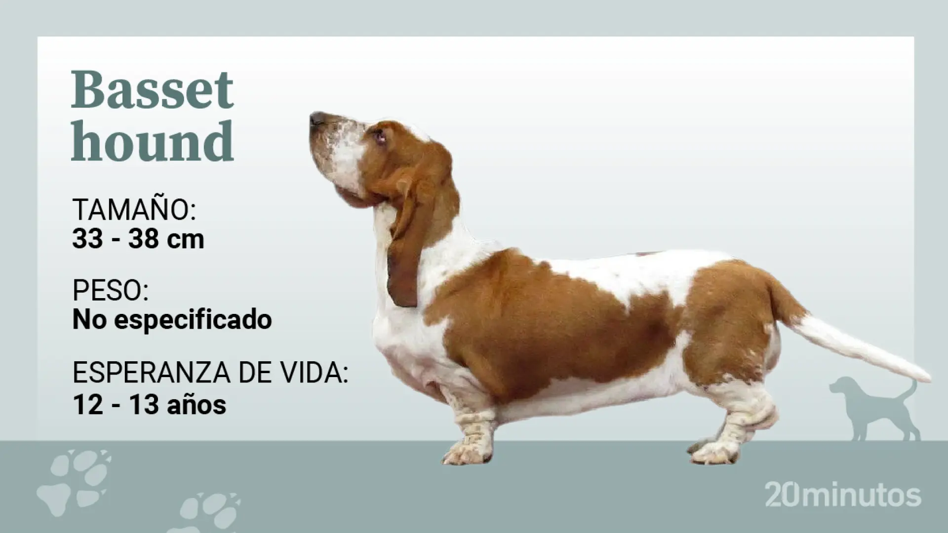 El basset hound, un perro con enanismo y una nariz prodigiosa ...