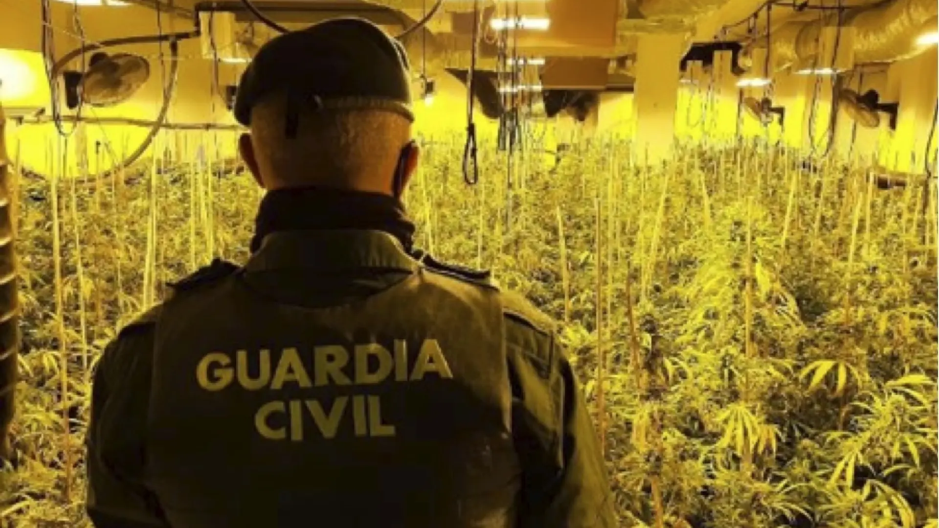 Detienen a 19 personas y desmantelan 7 asociaciones de cannabis en Torrevieja
