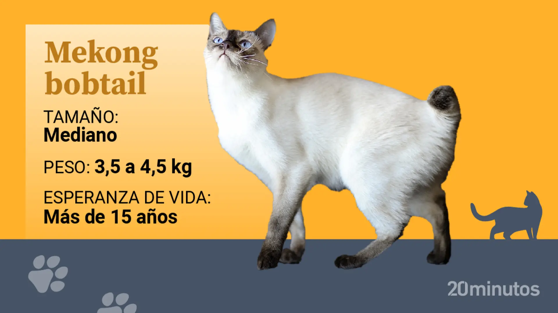 Gatos Con Colas Cortas Gatos Sin Cola: Razas Que Sorprenden Por Su