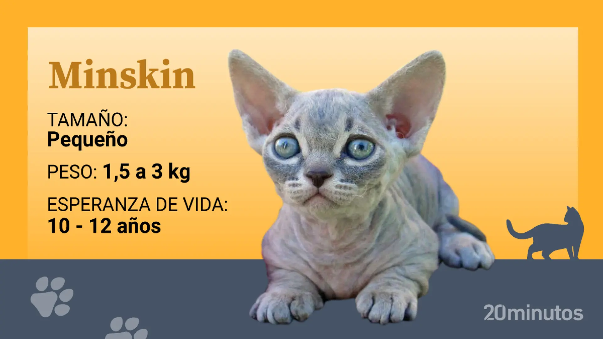 El minskin, la raza felina de diseño que viene del cruce de gatos con ...